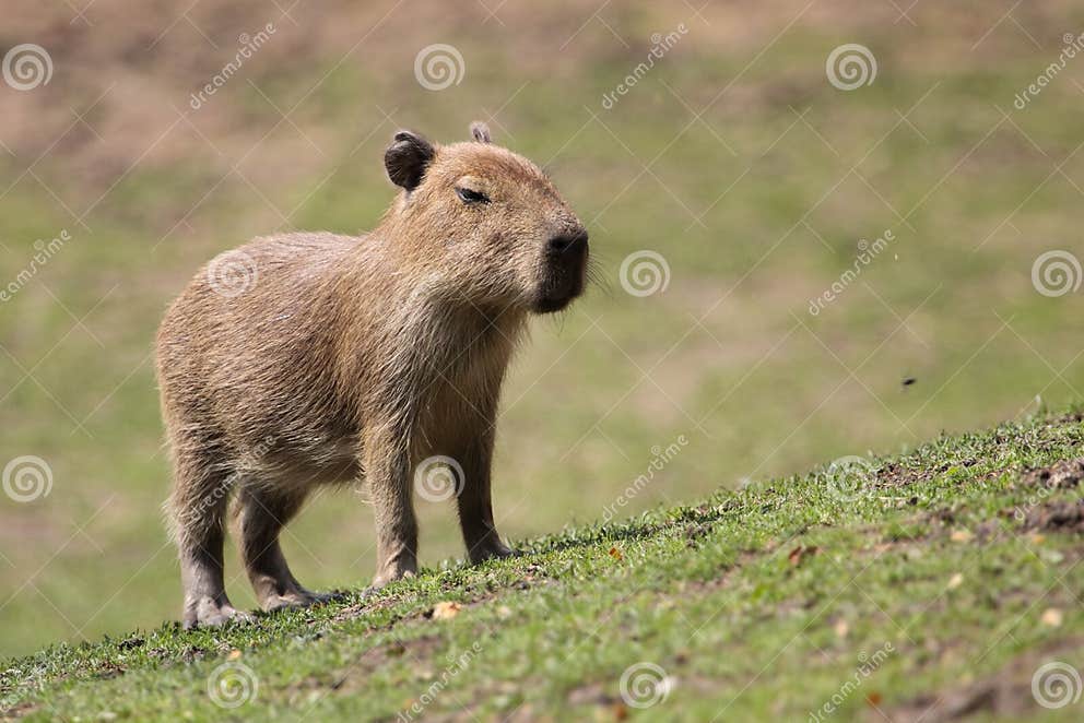 Capybara juvenile stock image. Image of hydrochaeris - 19338401