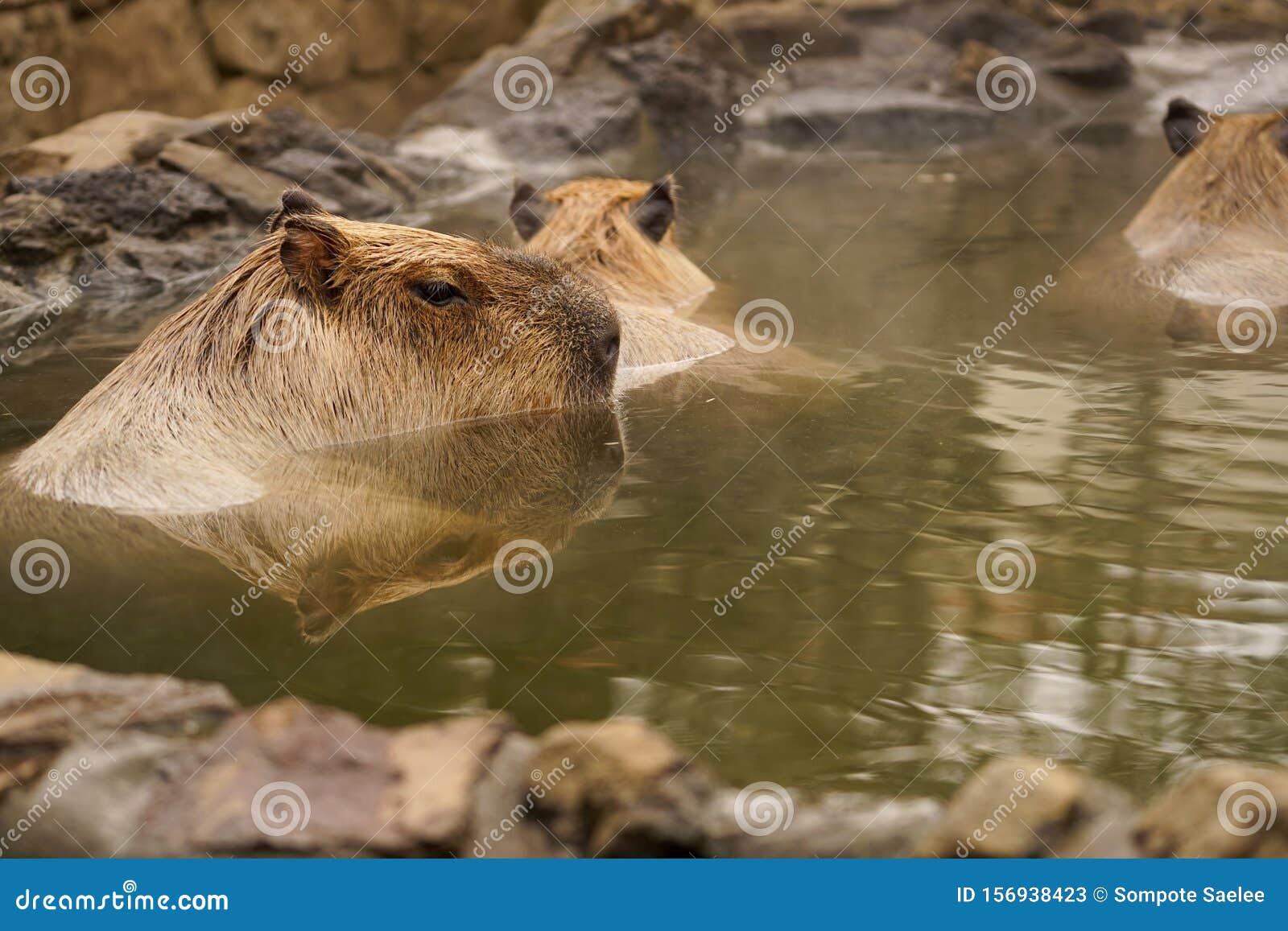Capybara Kapibara Enjoys Meditating in the Bath Stock Image - Image of ...