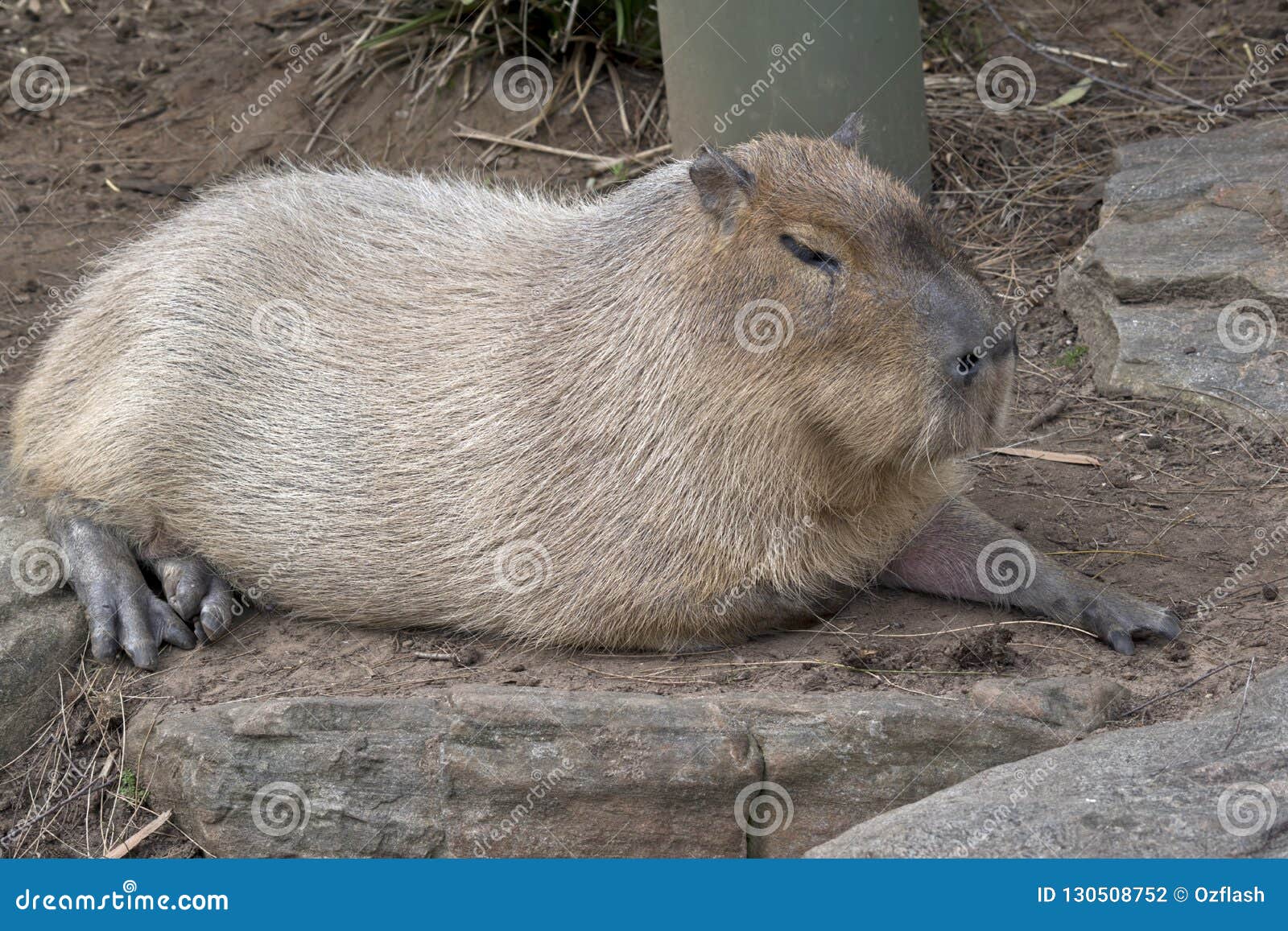 Capybara Side View Stock Image | CartoonDealer.com #108911311