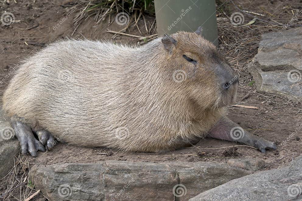 Capybara side view stock photo. Image of ears, america - 130508752