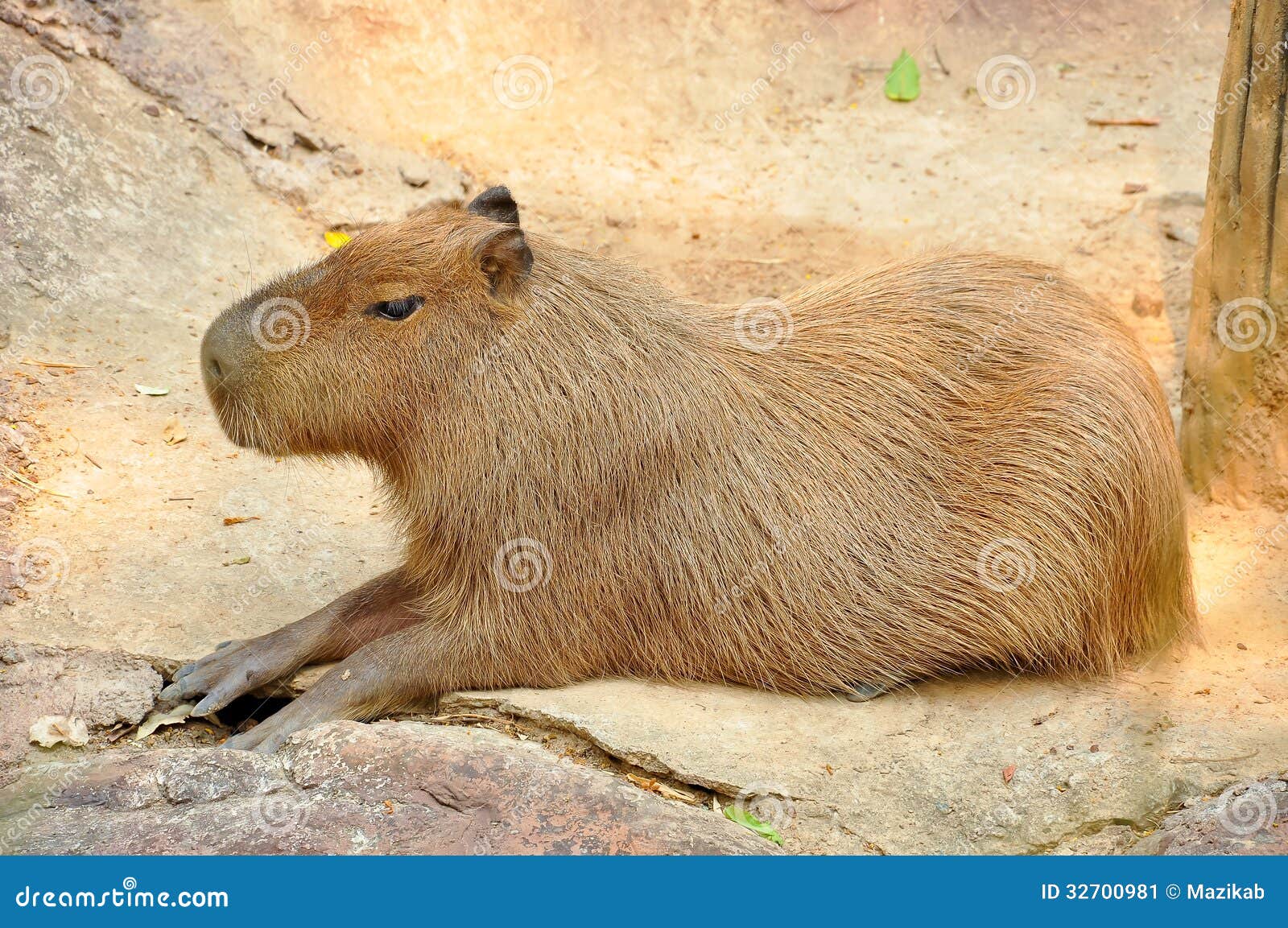 Capybara stock image. Image of colombia, animal, america - 32700981