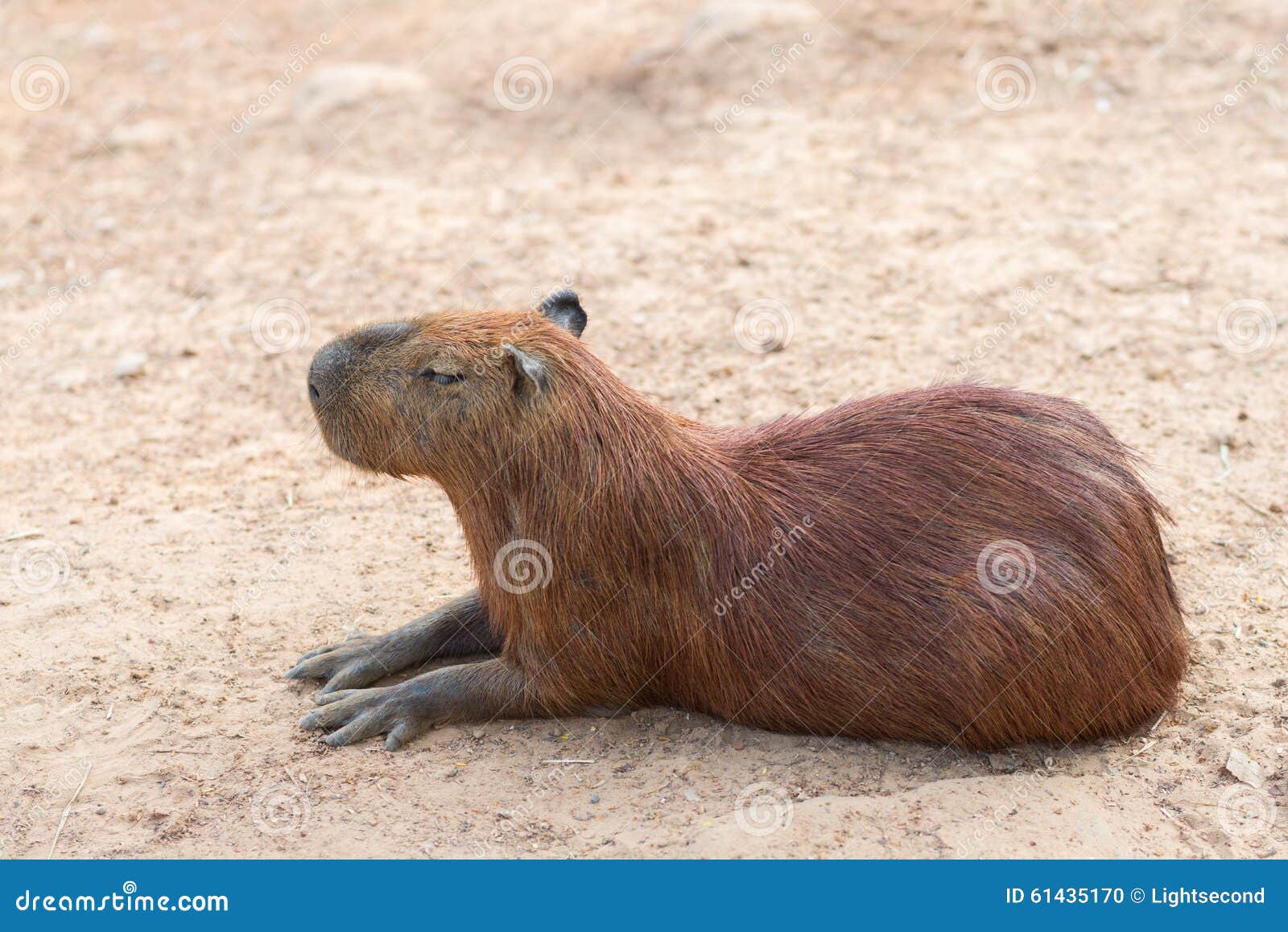 Capybara, The Largest Rodent In The World Royalty-Free Stock Photo ...