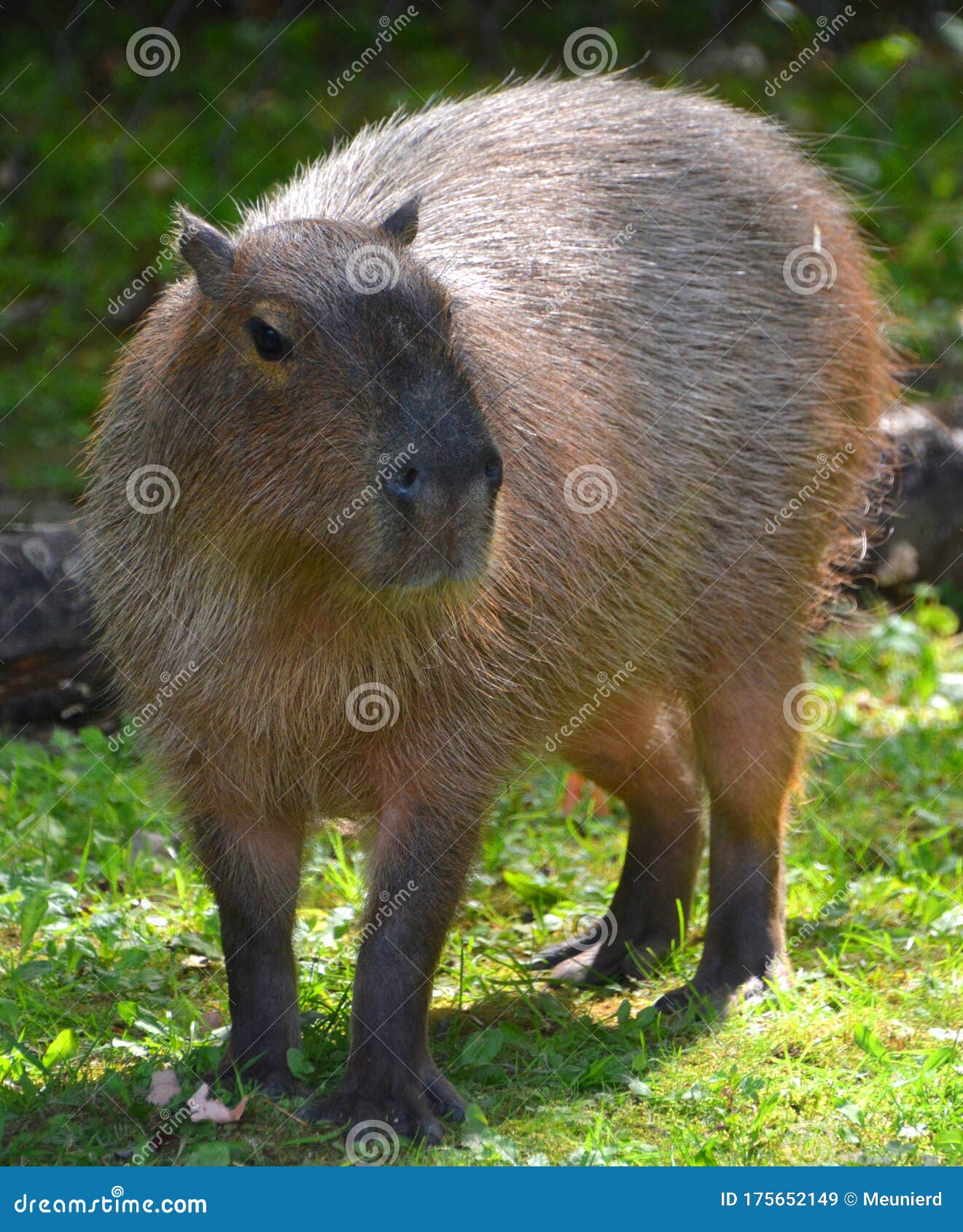 The Capybara is the Largest Rodent in the World. Stock Image - Image of ...