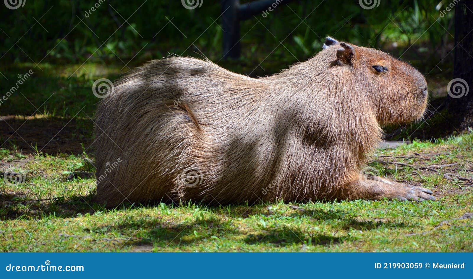 The Capybara is the Largest Rodent in the World Stock Image - Image of ...