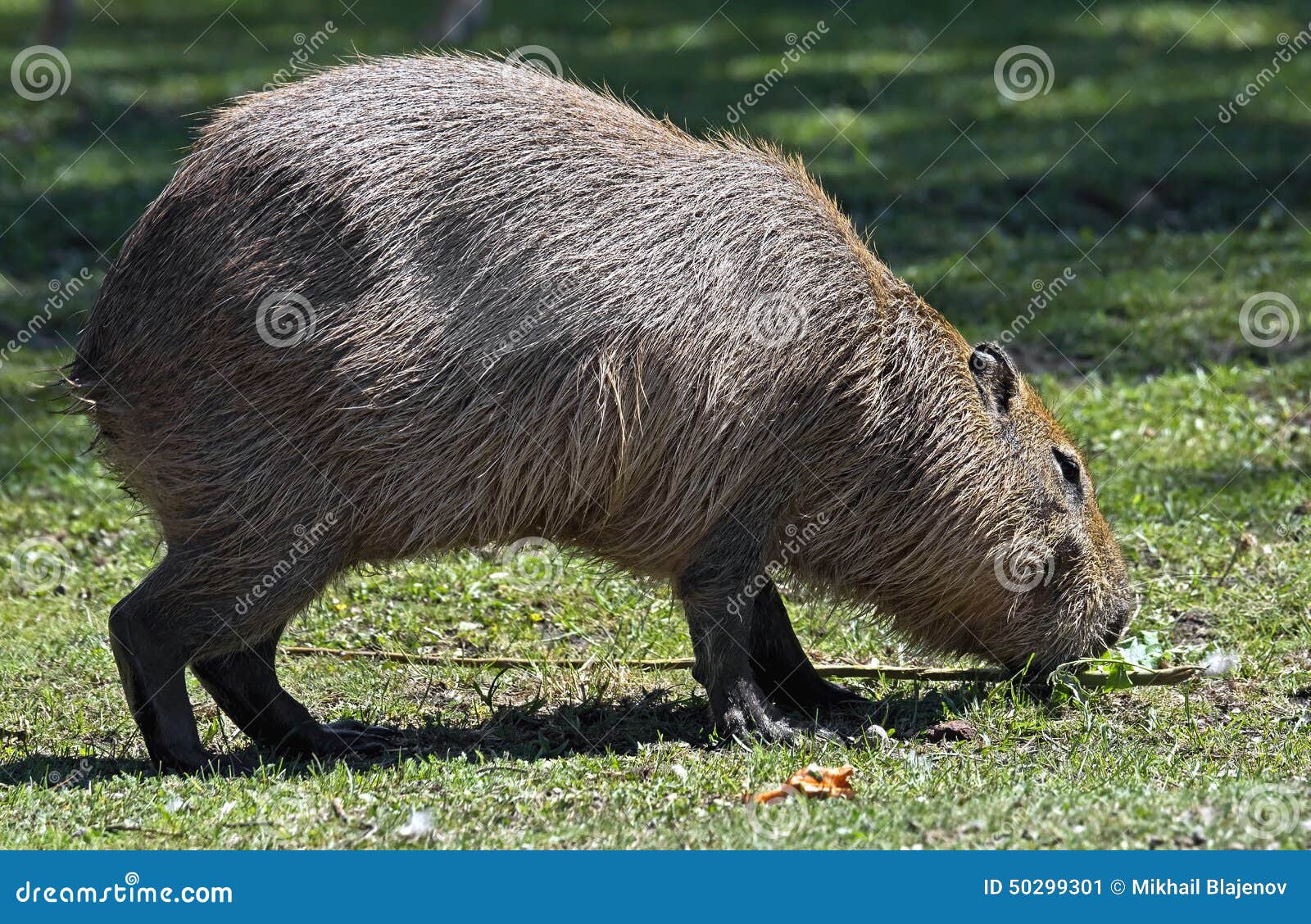 Capybara 15 stock image. Image of quadruped, wild, mammal - 50299301