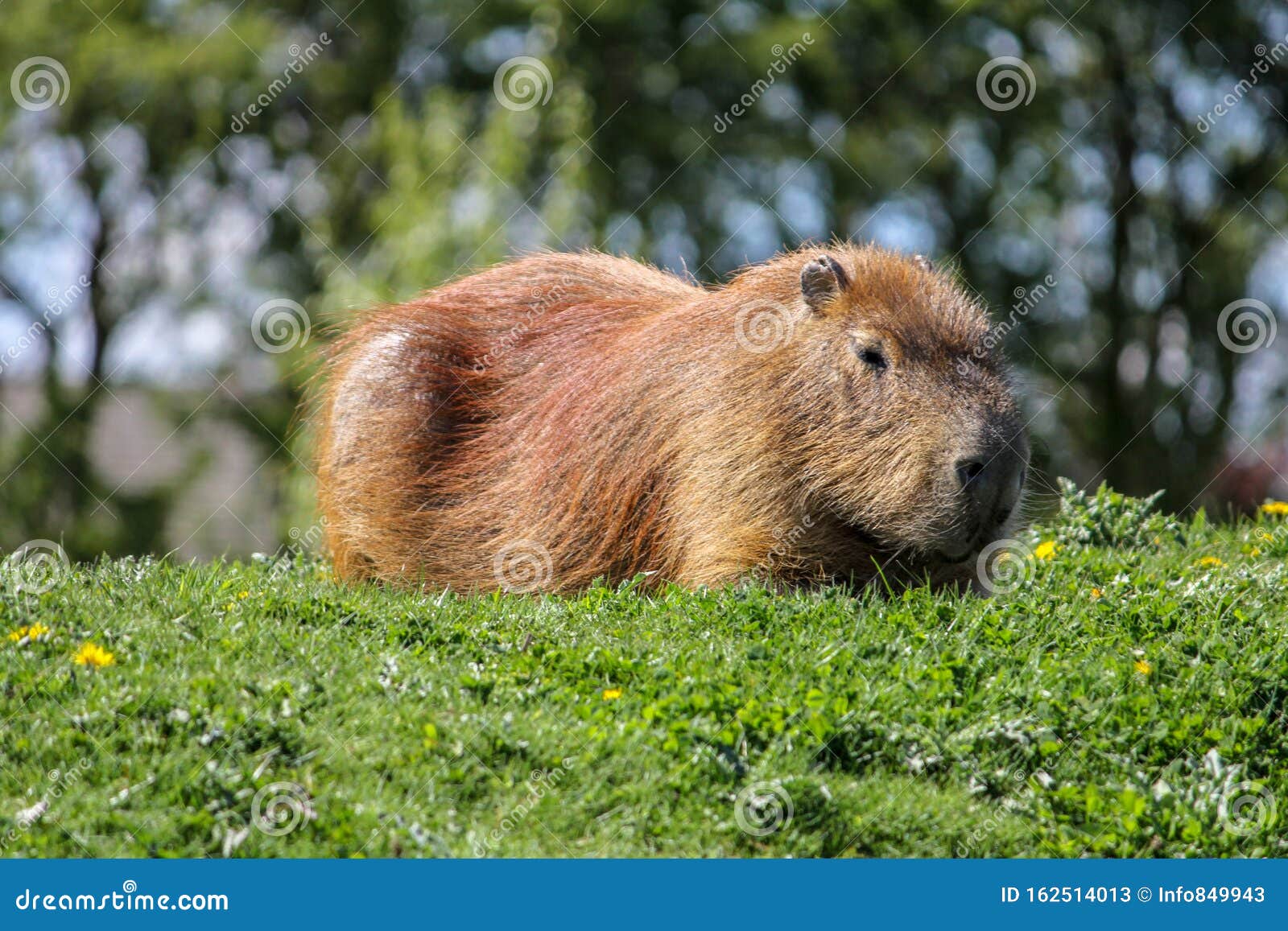 Capybara laying on grass stock image. Image of nature - 162514013