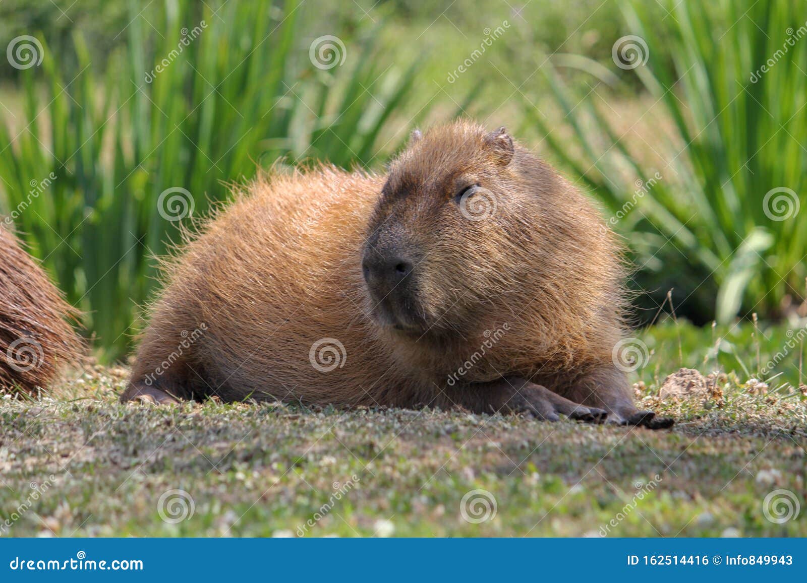 Capybara laying on grass stock photo. Image of mammal - 162514416