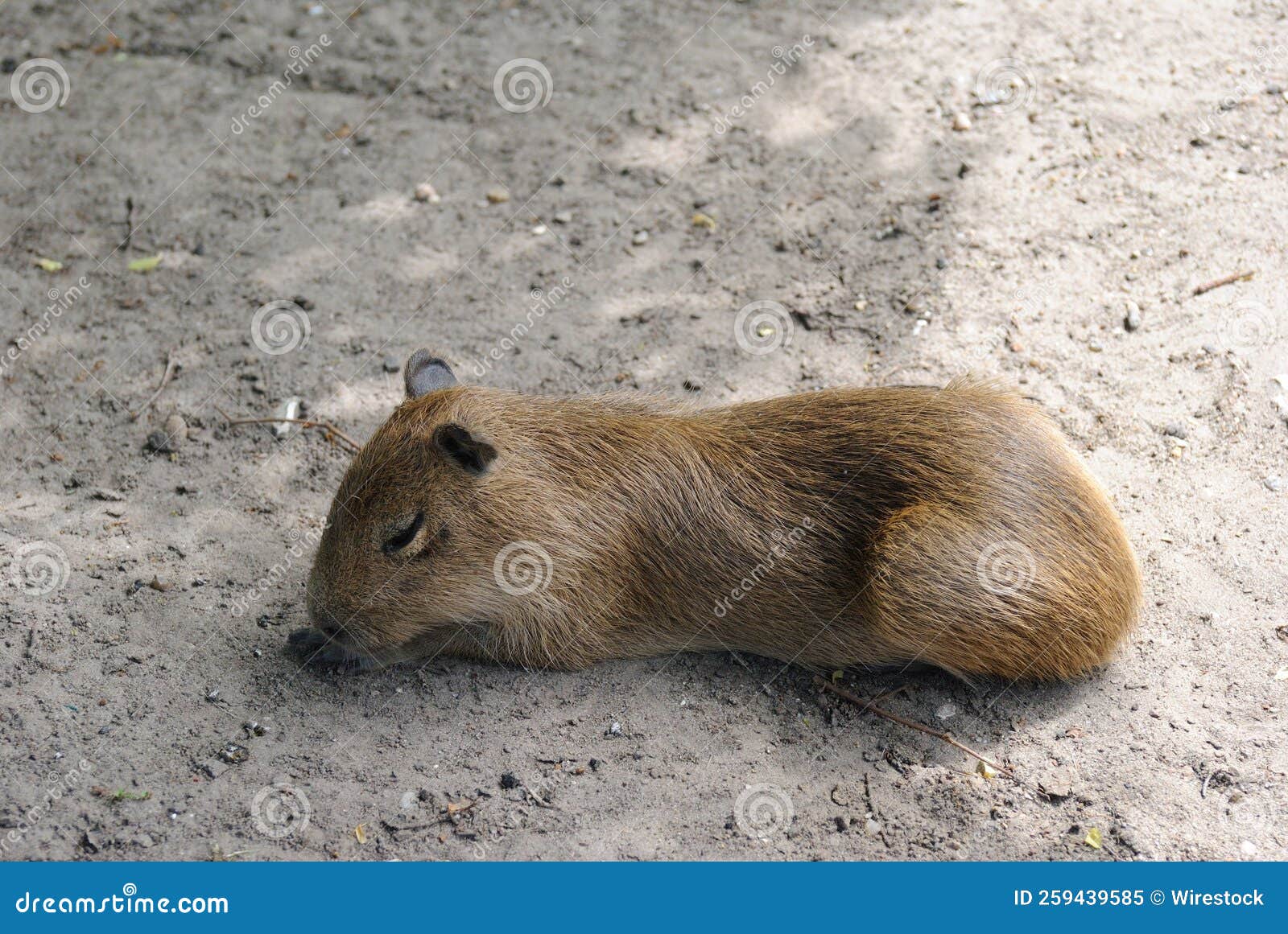 Capybara Laying on the Ground, Close-up Stock Image - Image of wildlife ...