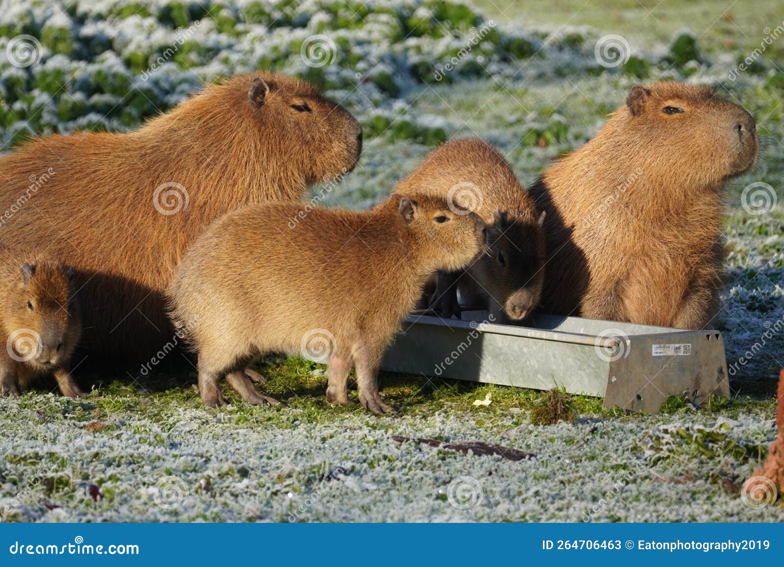 Capybara looking out stock image. Image of cute, face - 264706463