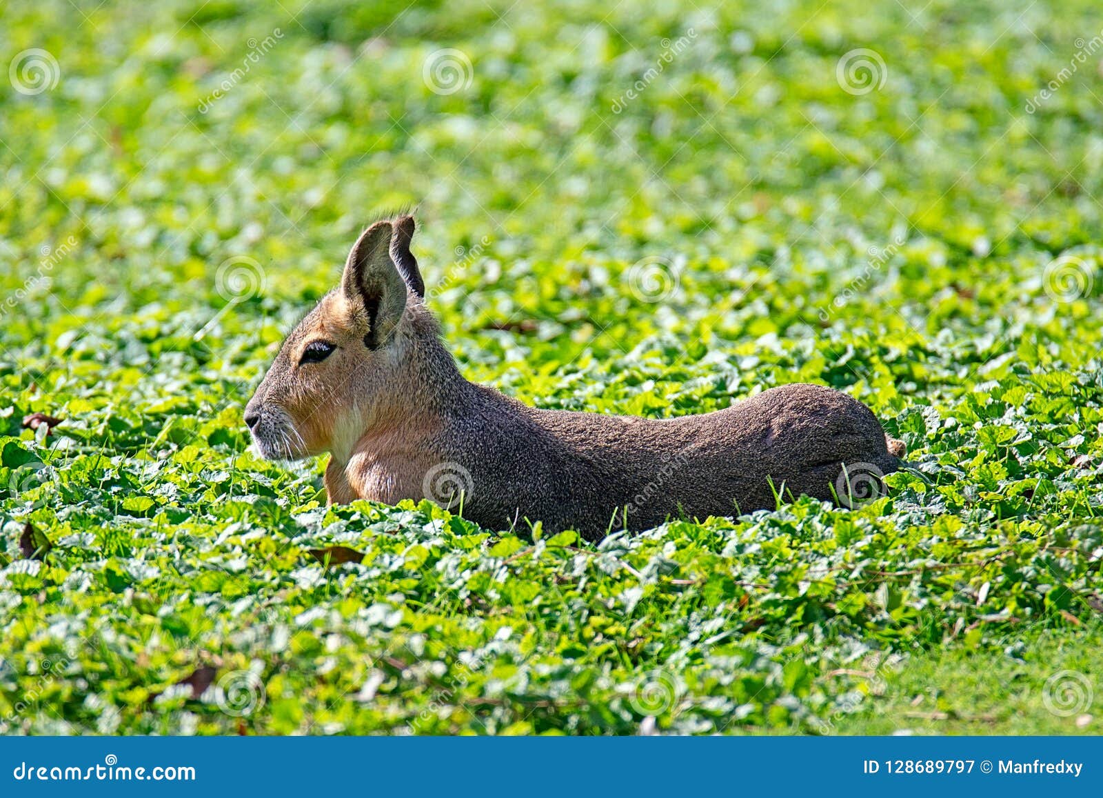 Capybara Lying Under The Tree Royalty-Free Stock Photo | CartoonDealer ...