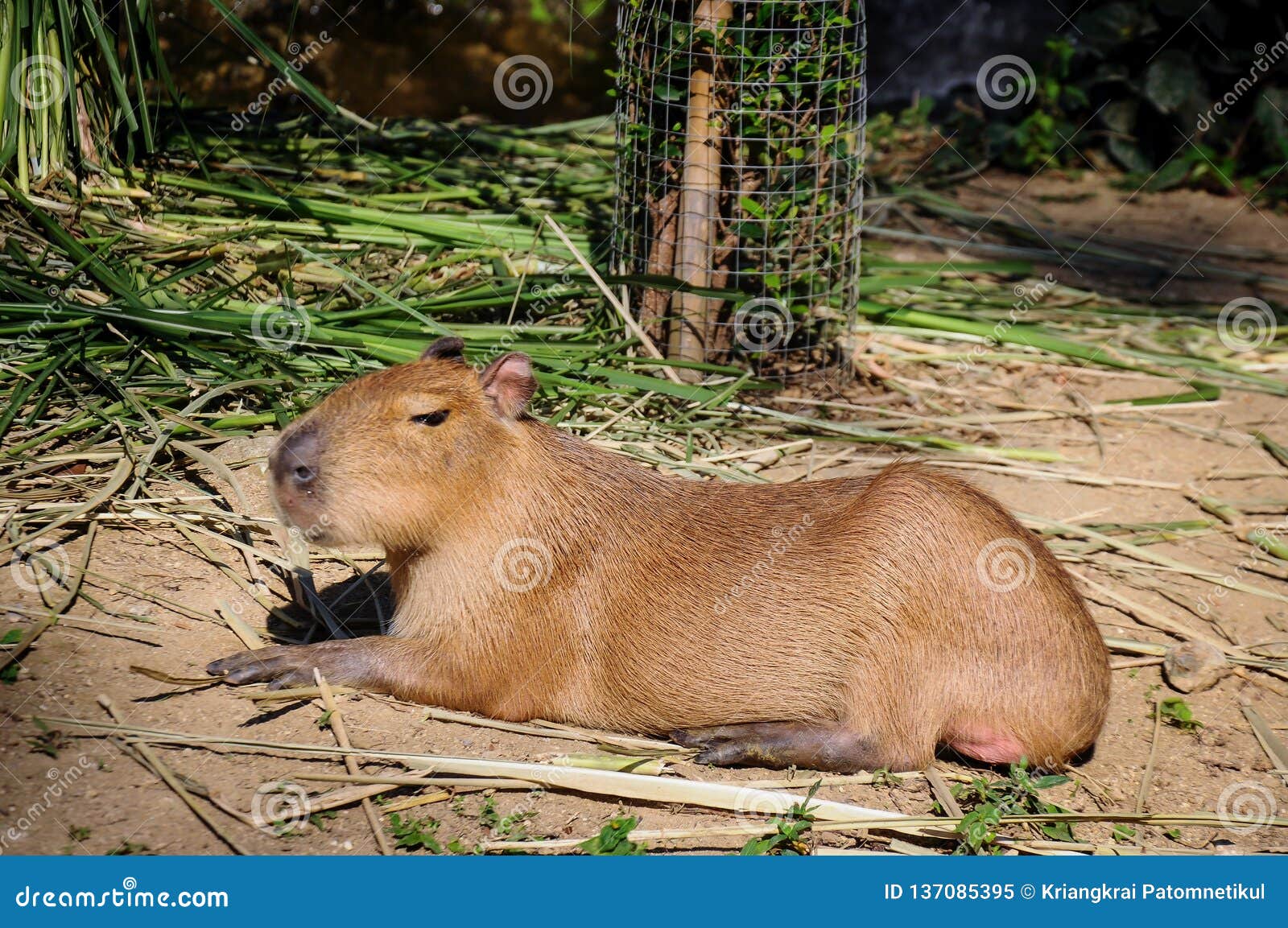 Capybara Lying Under The Tree Royalty-Free Stock Photo | CartoonDealer ...