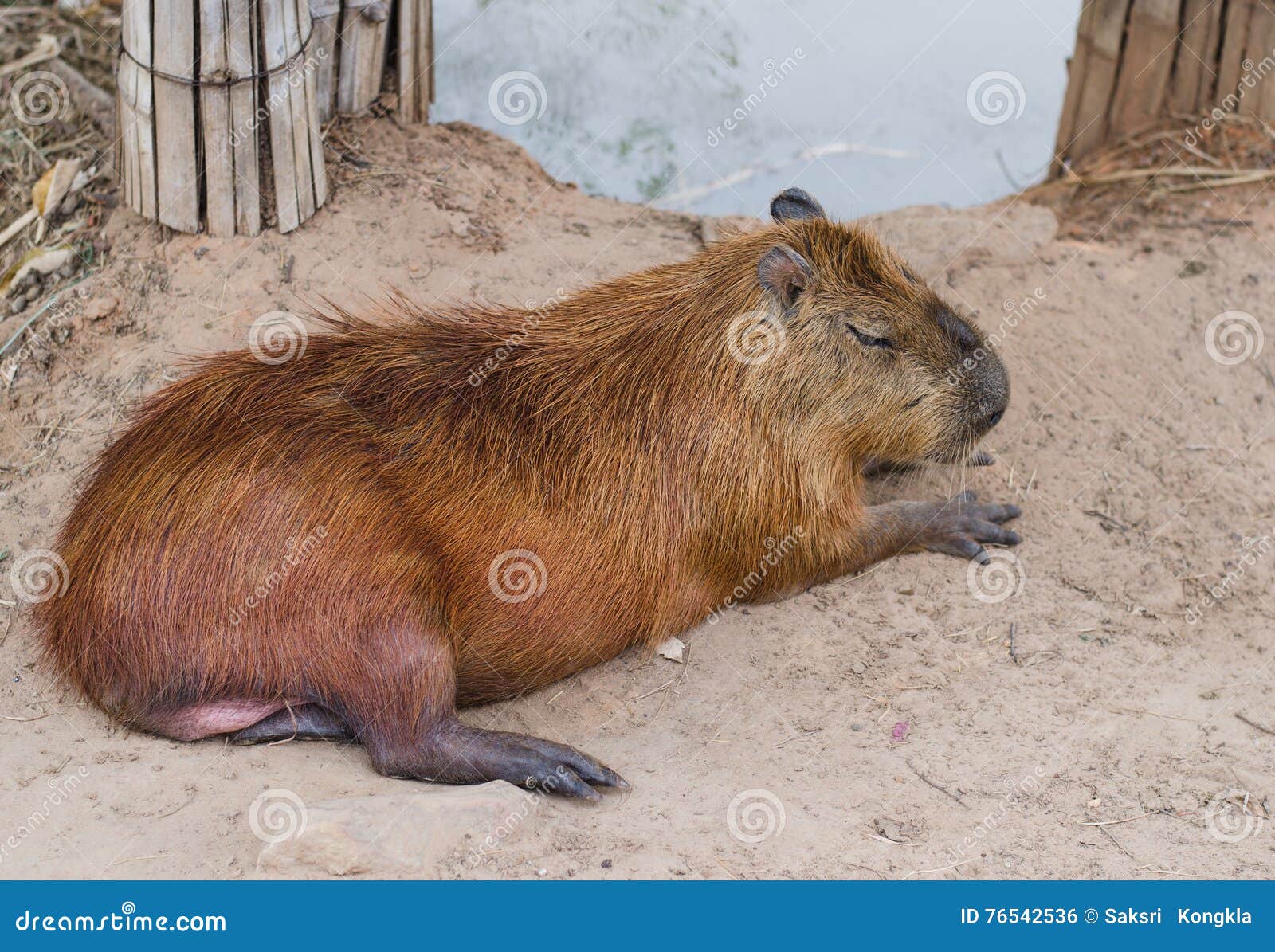 Capybara Lying Under The Tree Royalty-Free Stock Photo | CartoonDealer ...