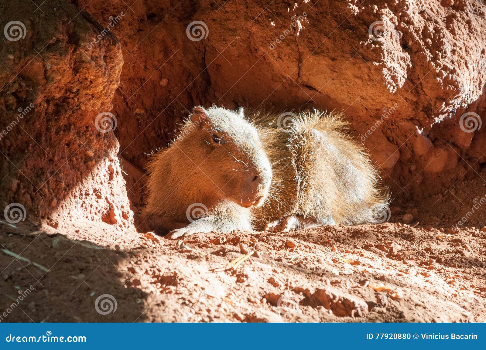 Capybara Lying Under The Tree Royalty-Free Stock Photo | CartoonDealer ...