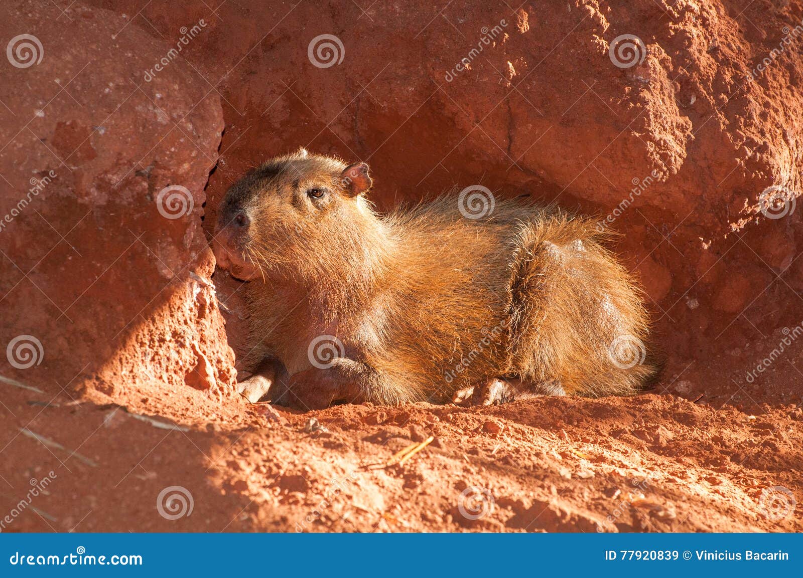 Capybara Lying Down On Riverbank Royalty-Free Stock Photography ...