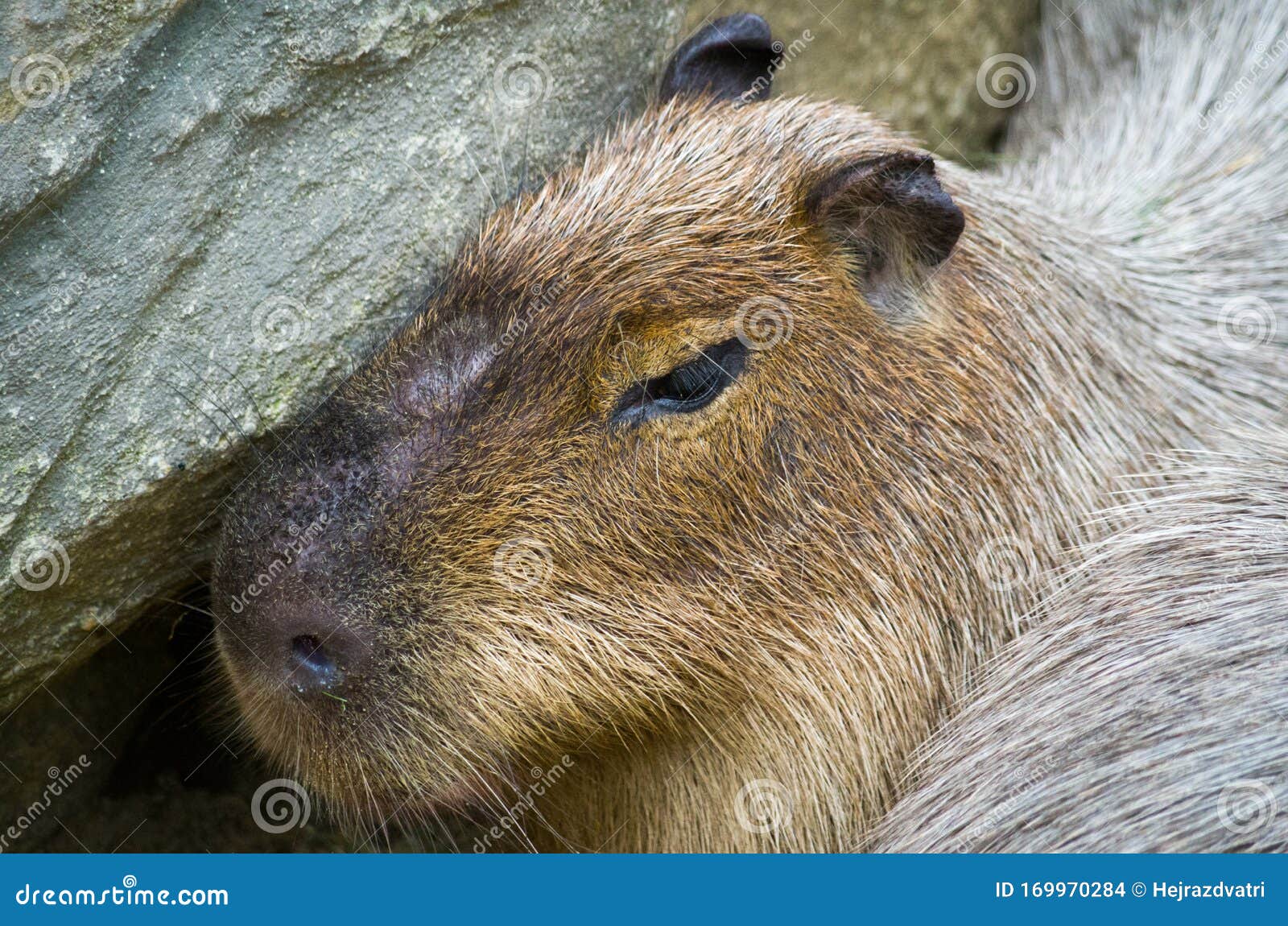 Capybara male closeup stock photo. Image of biggest - 169970284