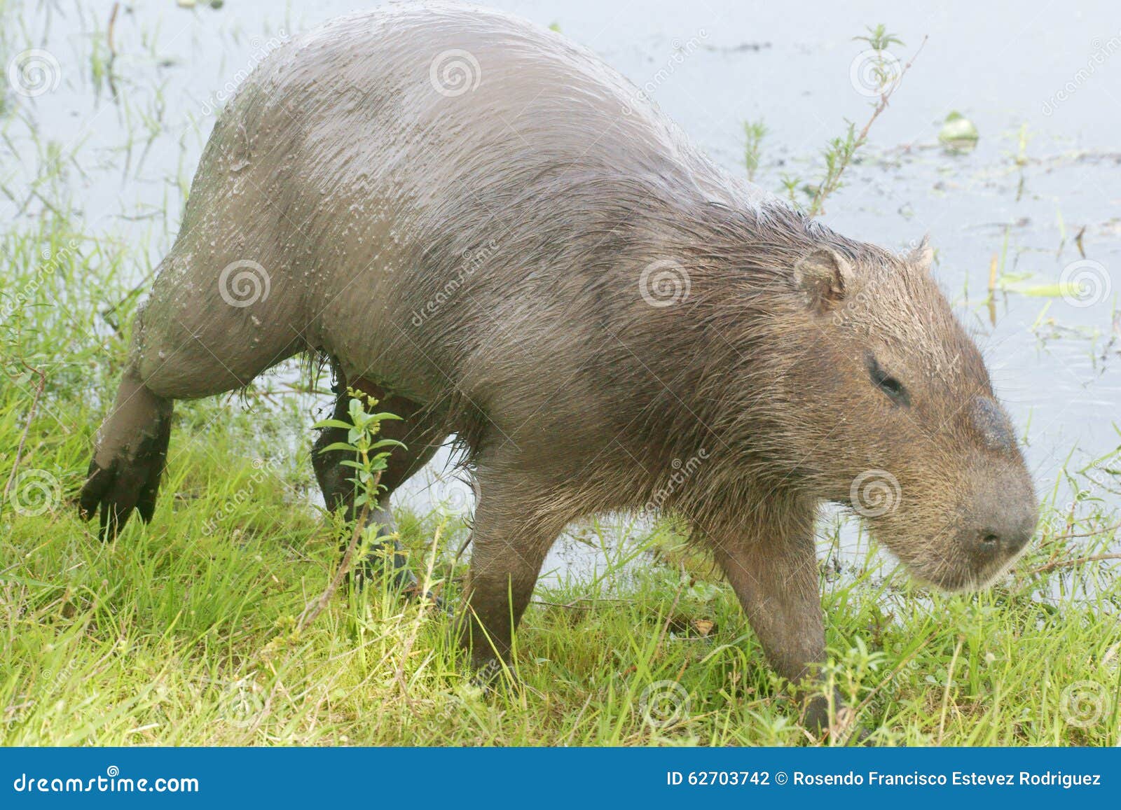 Capybara masculino foto de stock. Imagem de estende, argentino - 62703742
