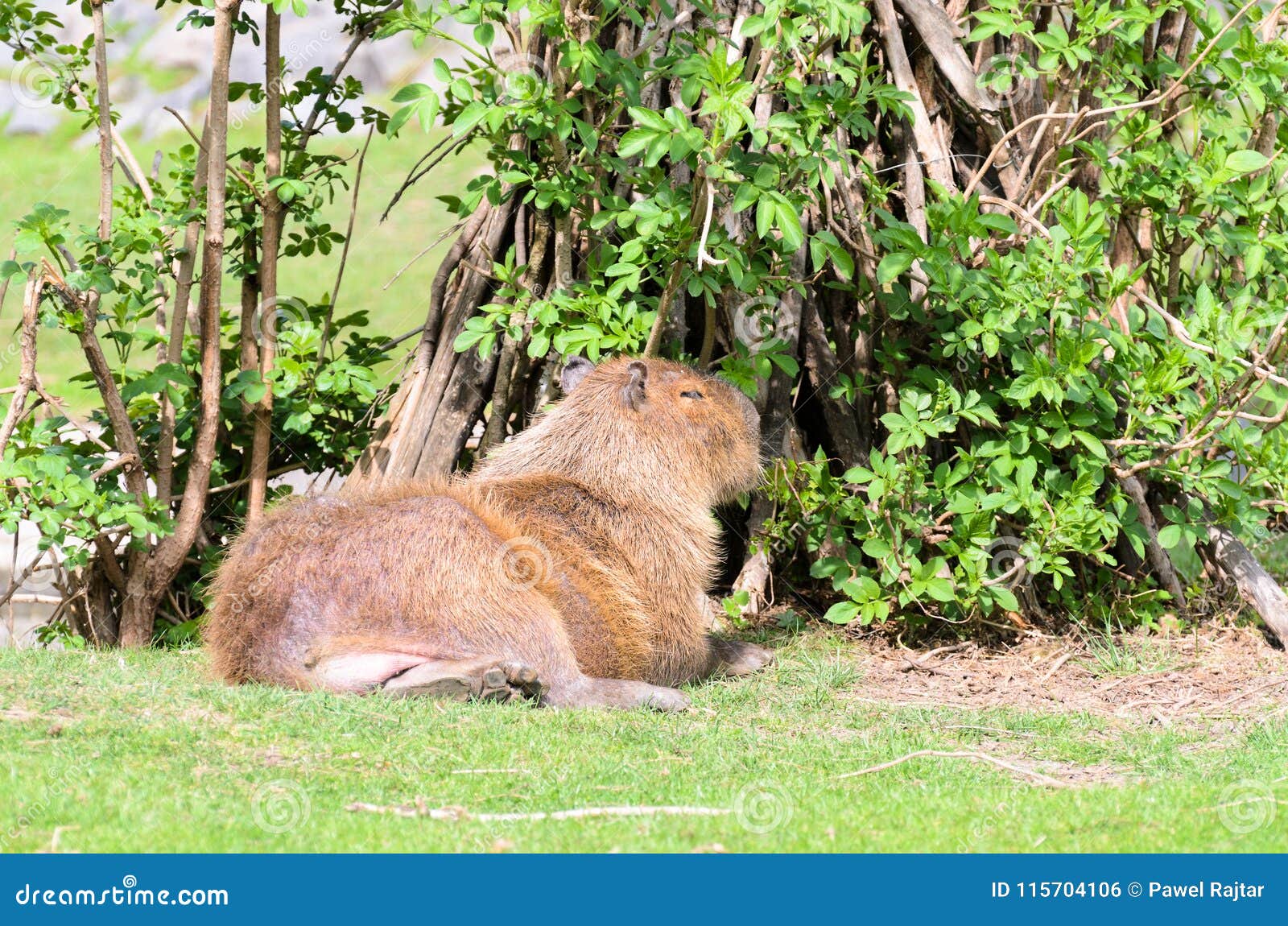 Capybara in the Middle of Trees on a Sunny Day Stock Photo - Image of ...
