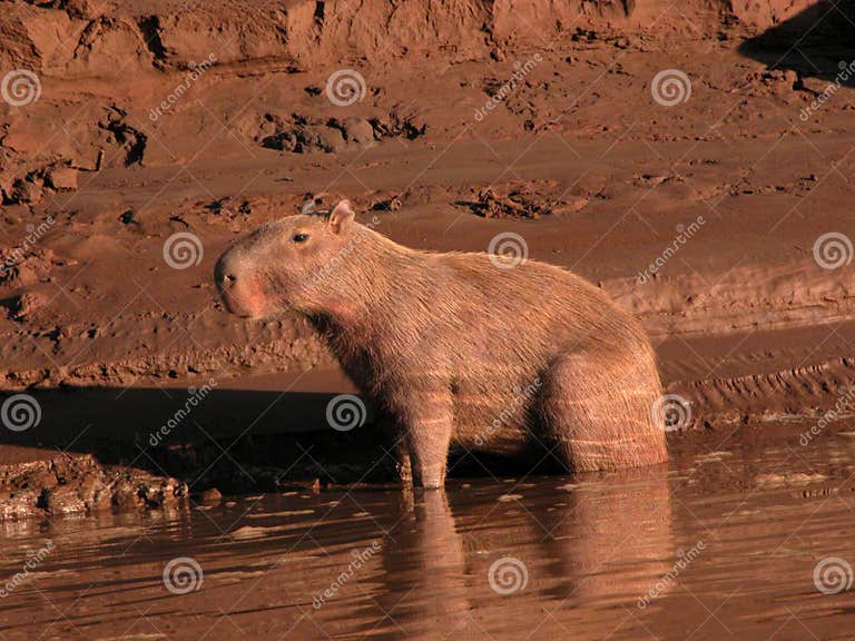 Capybara in morning light stock image. Image of amazon - 3762075