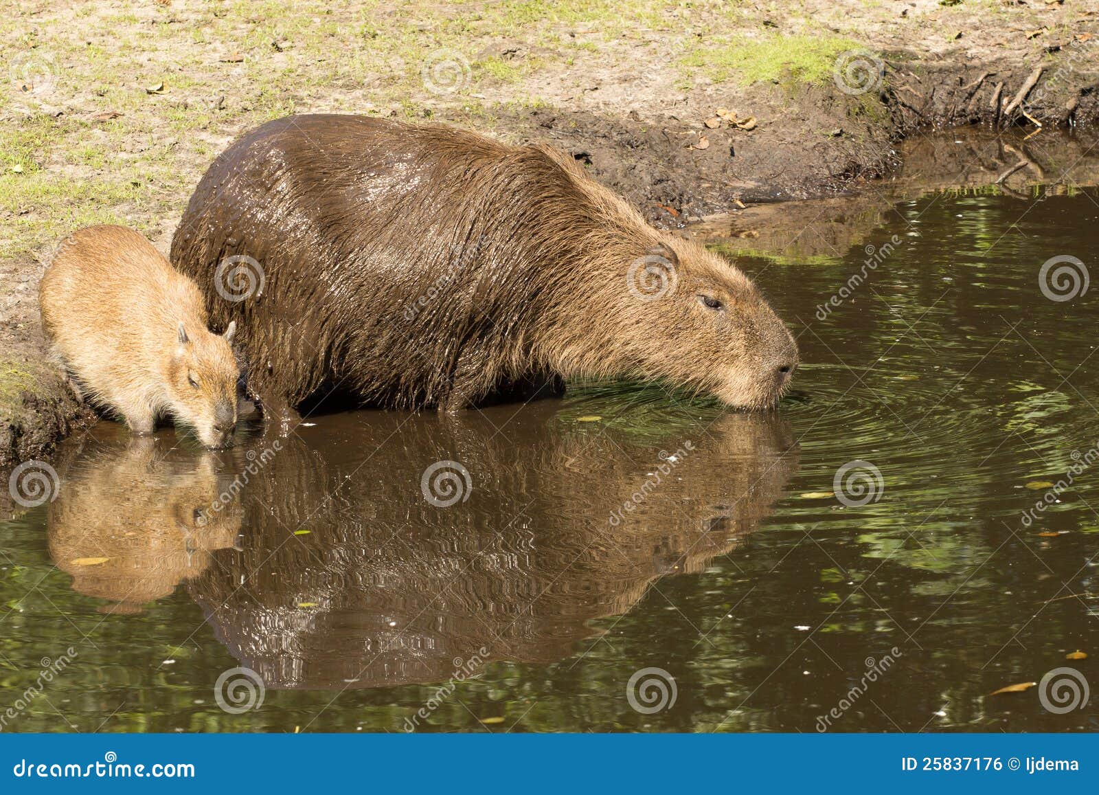 Capybara Mother and Cub Drinking Stock Photo - Image of meadow ...