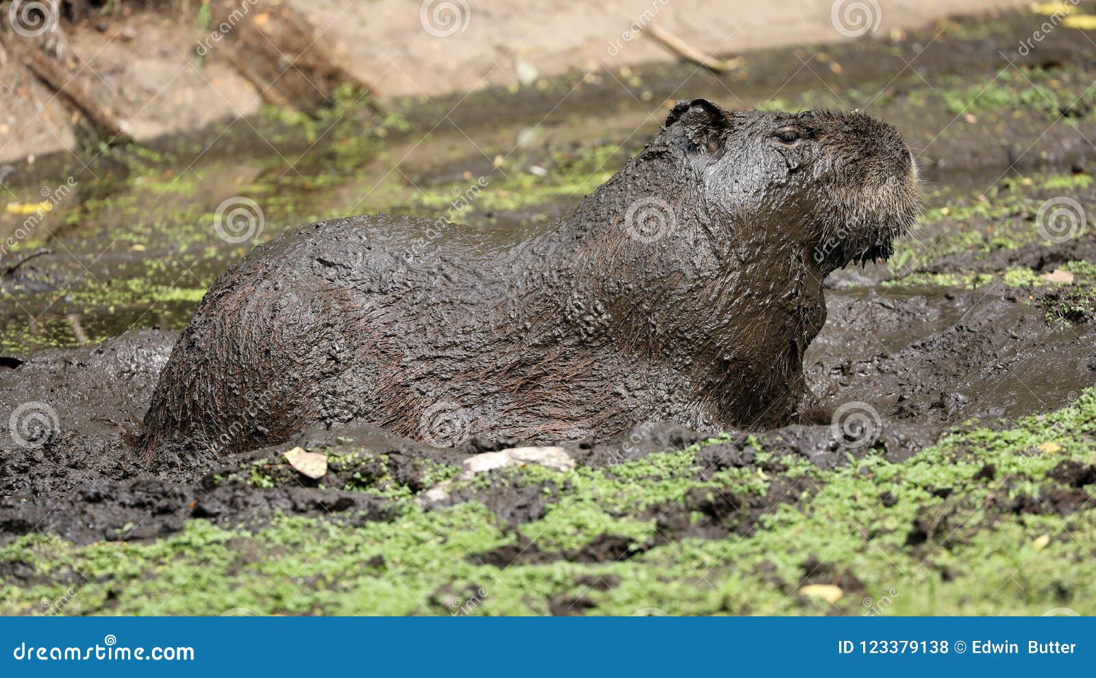 Capybara in mud stock photo. Image of animal, rodent - 123379138
