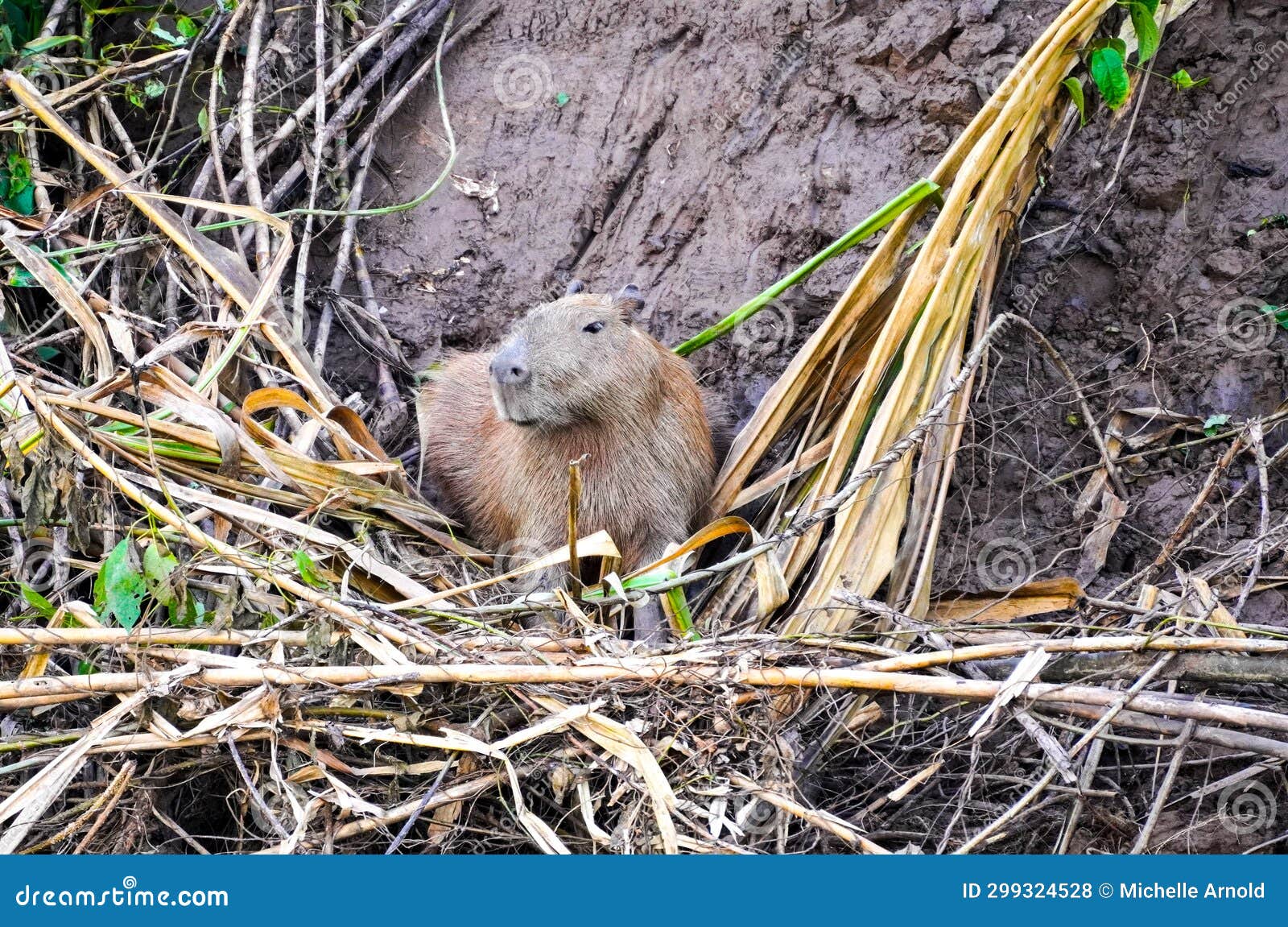 Capybara Nesting Along the Amazon River in Peru Stock Photo - Image of ...