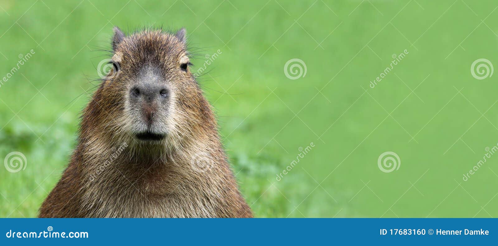 3,476 Capybara Fotos - Fotos de Stock Gratuitas e Fotos Royalty-Free ...