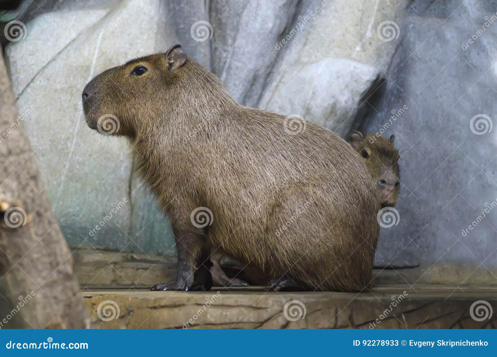 Capybara with offspring stock image. Image of background - 92278933