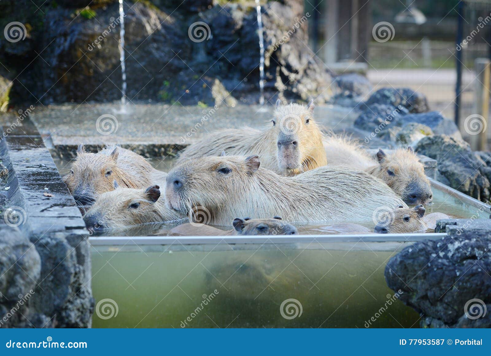 Capybara onsen stock image. Image of bath, green, outdoor - 77953587