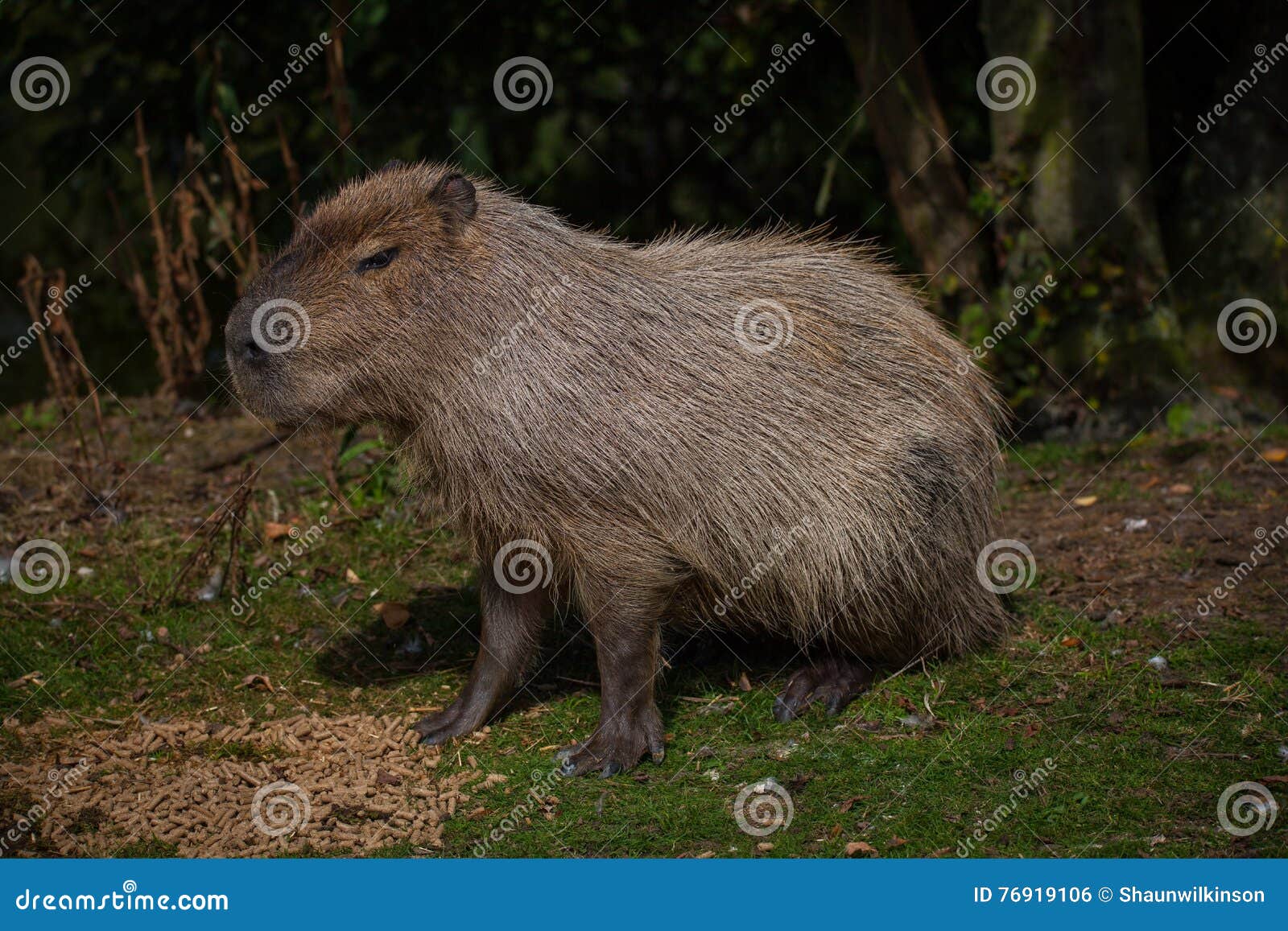 Capybara stock photo. Image of hair, horizon, feeding - 76919106
