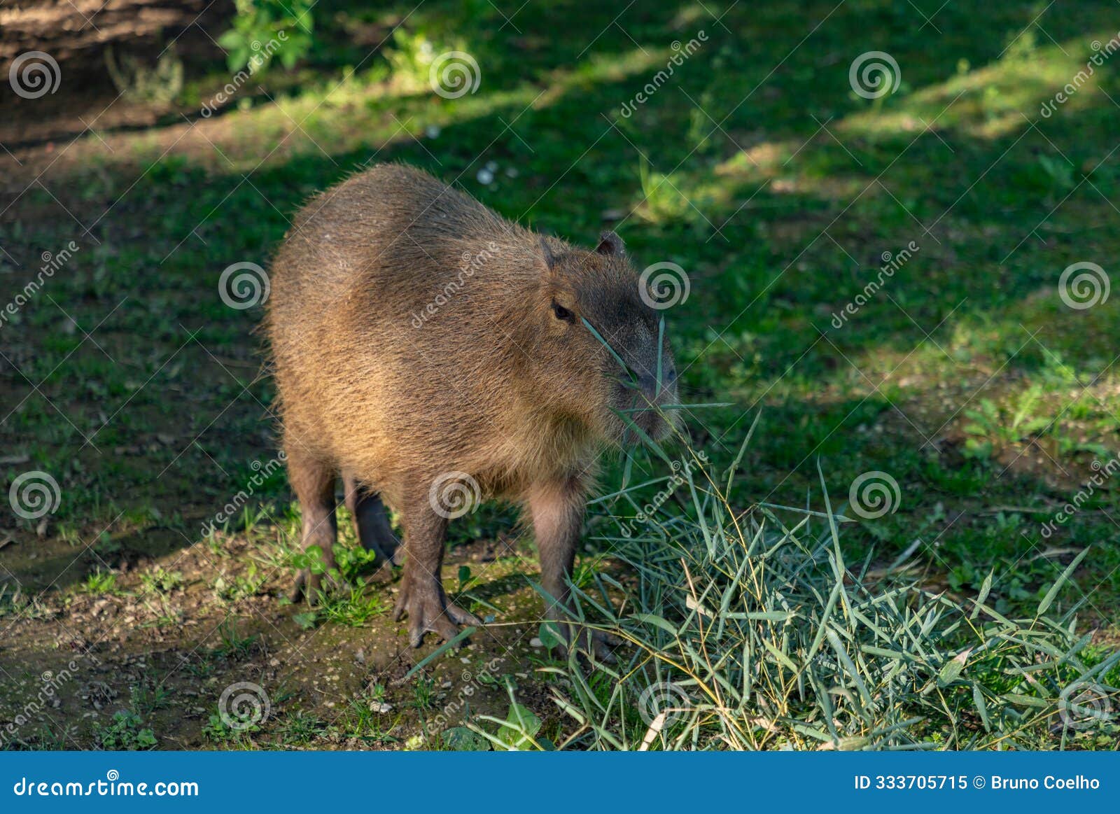 Capybara stock image. Image of mammal, garden, eating - 333705715
