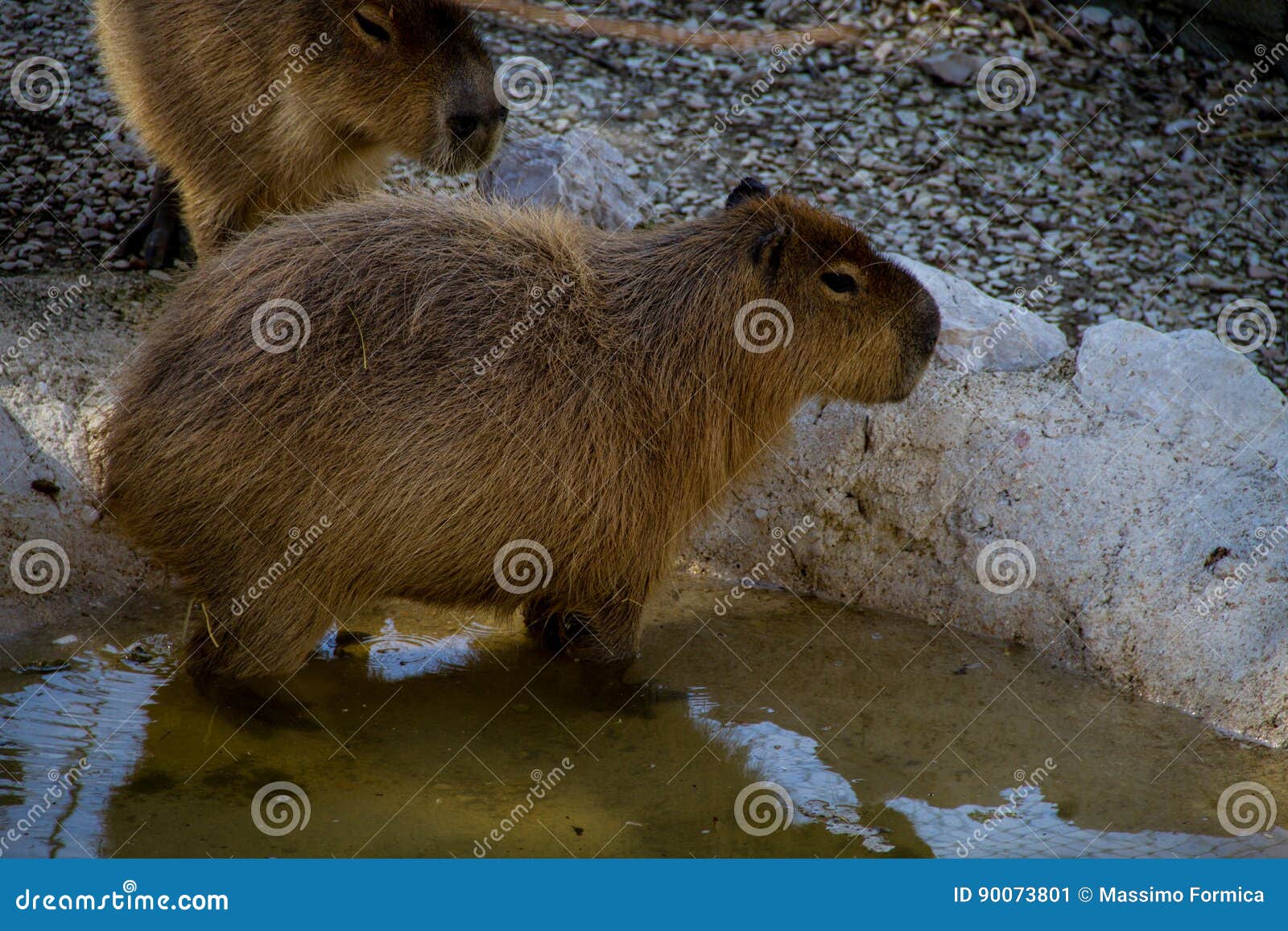 Capybara in a pool stock image. Image of caviidae, adventure - 90073801