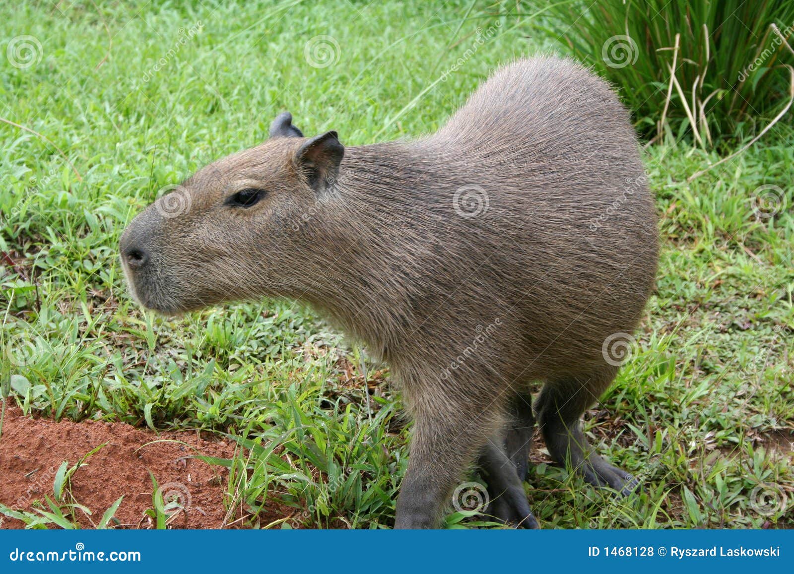 Capybara portrait stock photo. Image of venezuela, hunting - 1468128