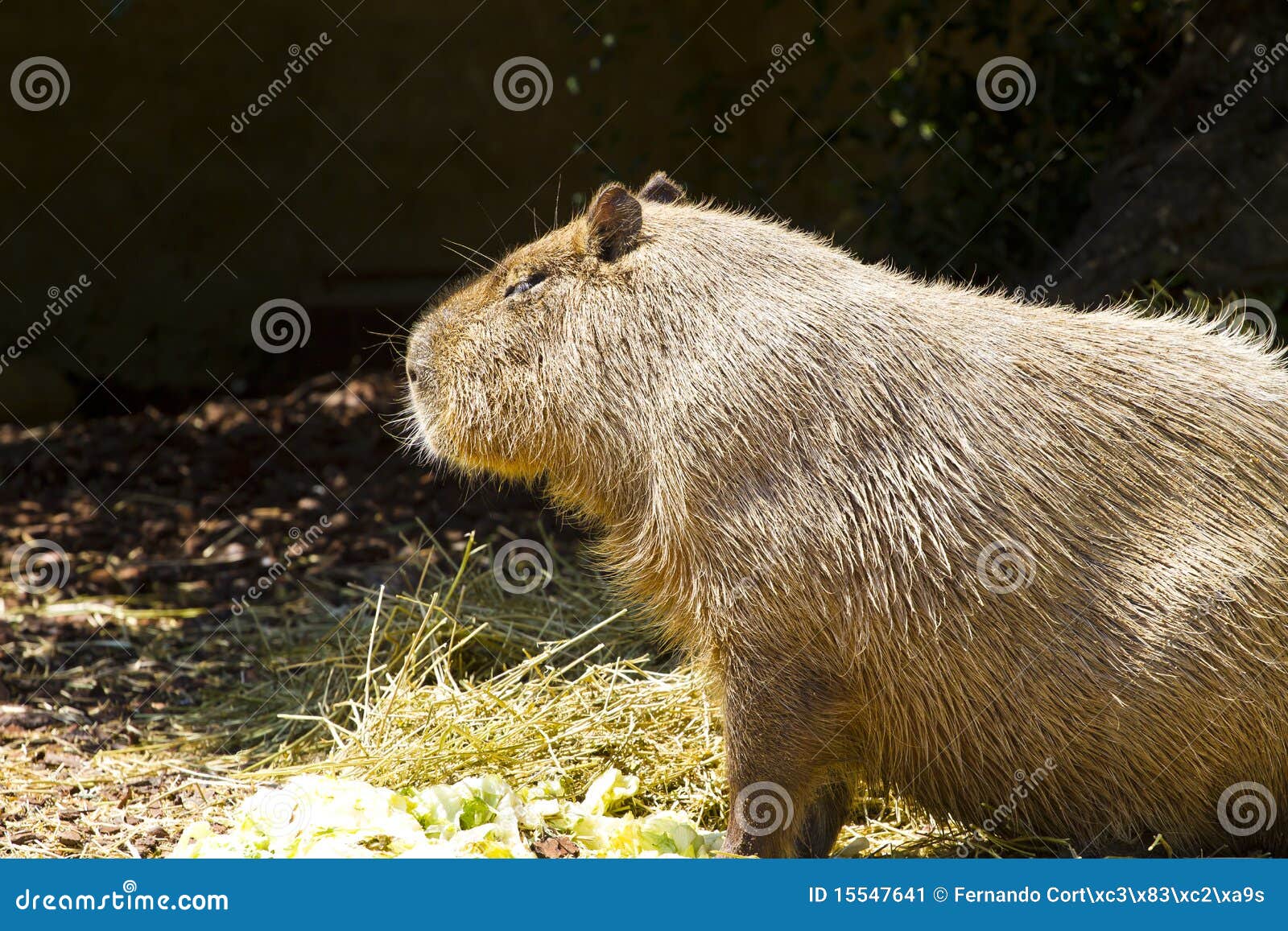 Capybara portrait stock image. Image of close, wildlife - 15547641