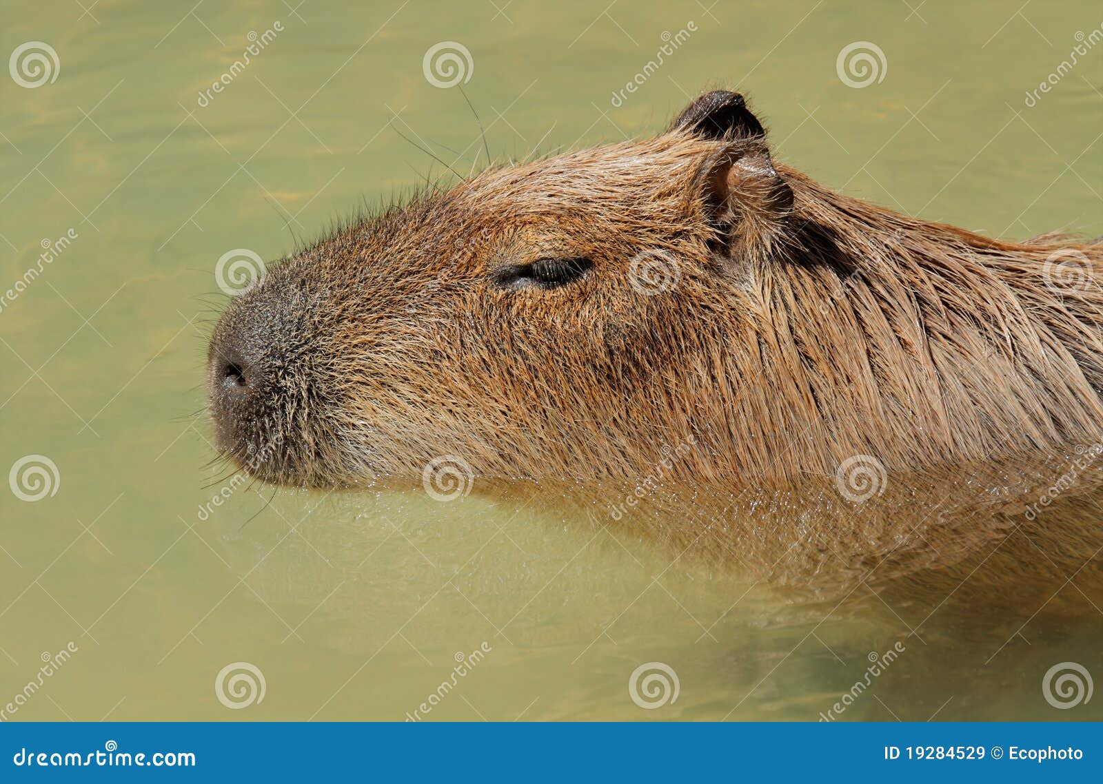 Capybara portrait stock image. Image of capybara, animal - 19284529