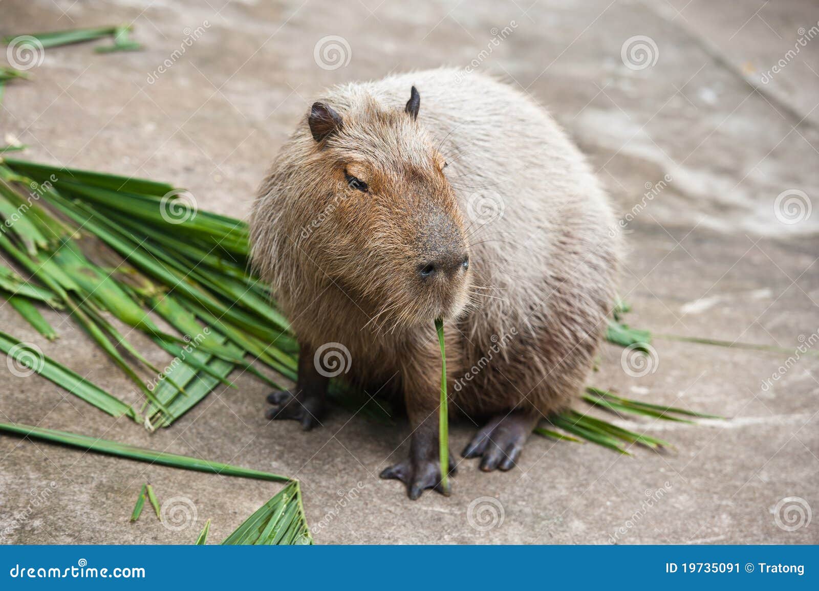 Capybara portrait stock image. Image of group, wild, rodent - 19735091