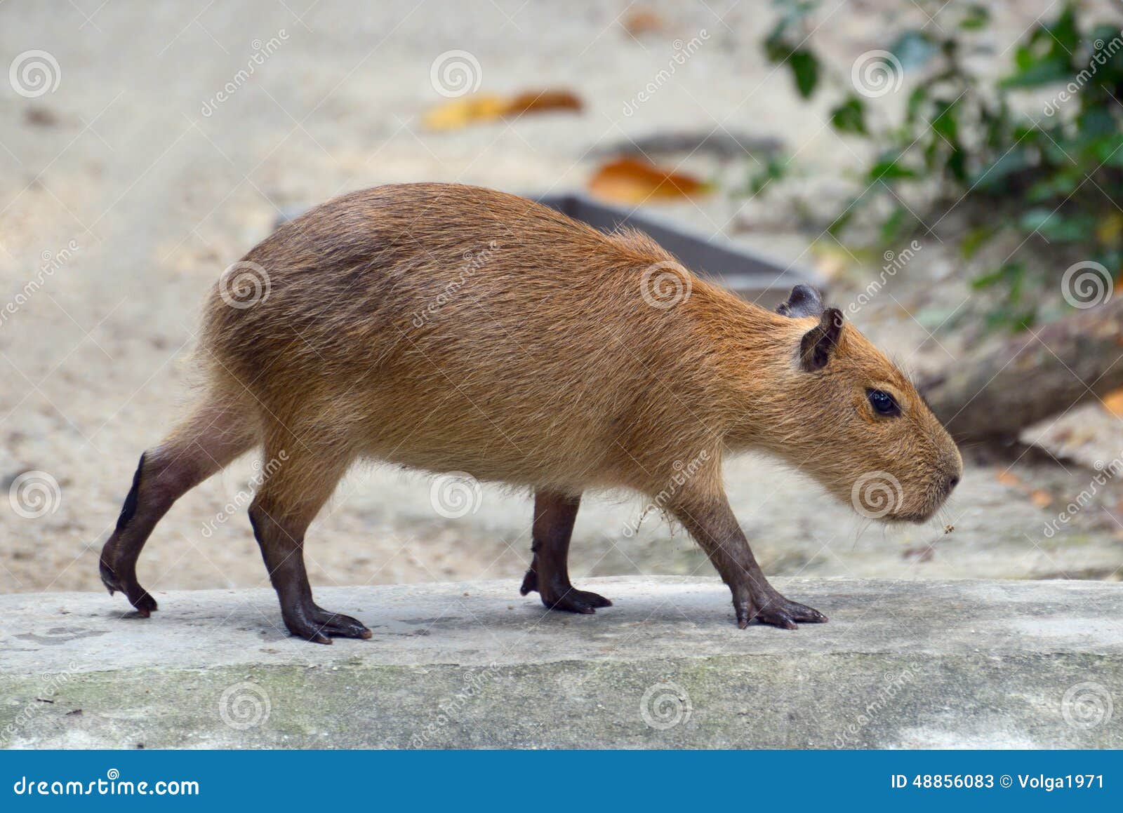 Capybara stock image. Image of green, wild, cute, nature - 48856083