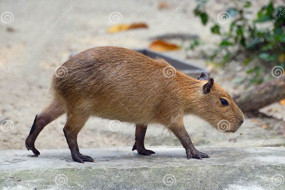 Capybara stock image. Image of green, wild, cute, nature - 48856083