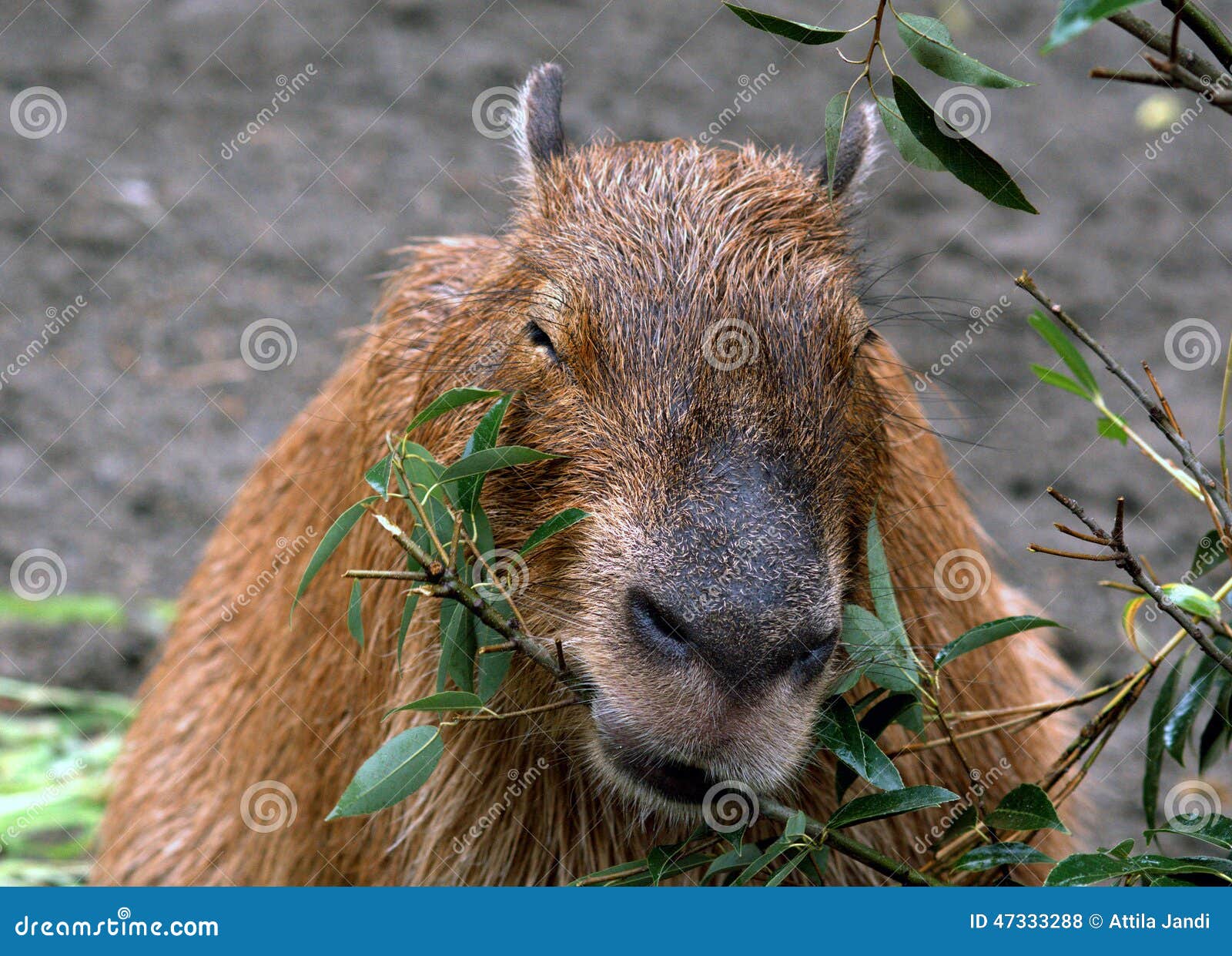Capybara stock photo. Image of kapybara, climate, japan - 47333288