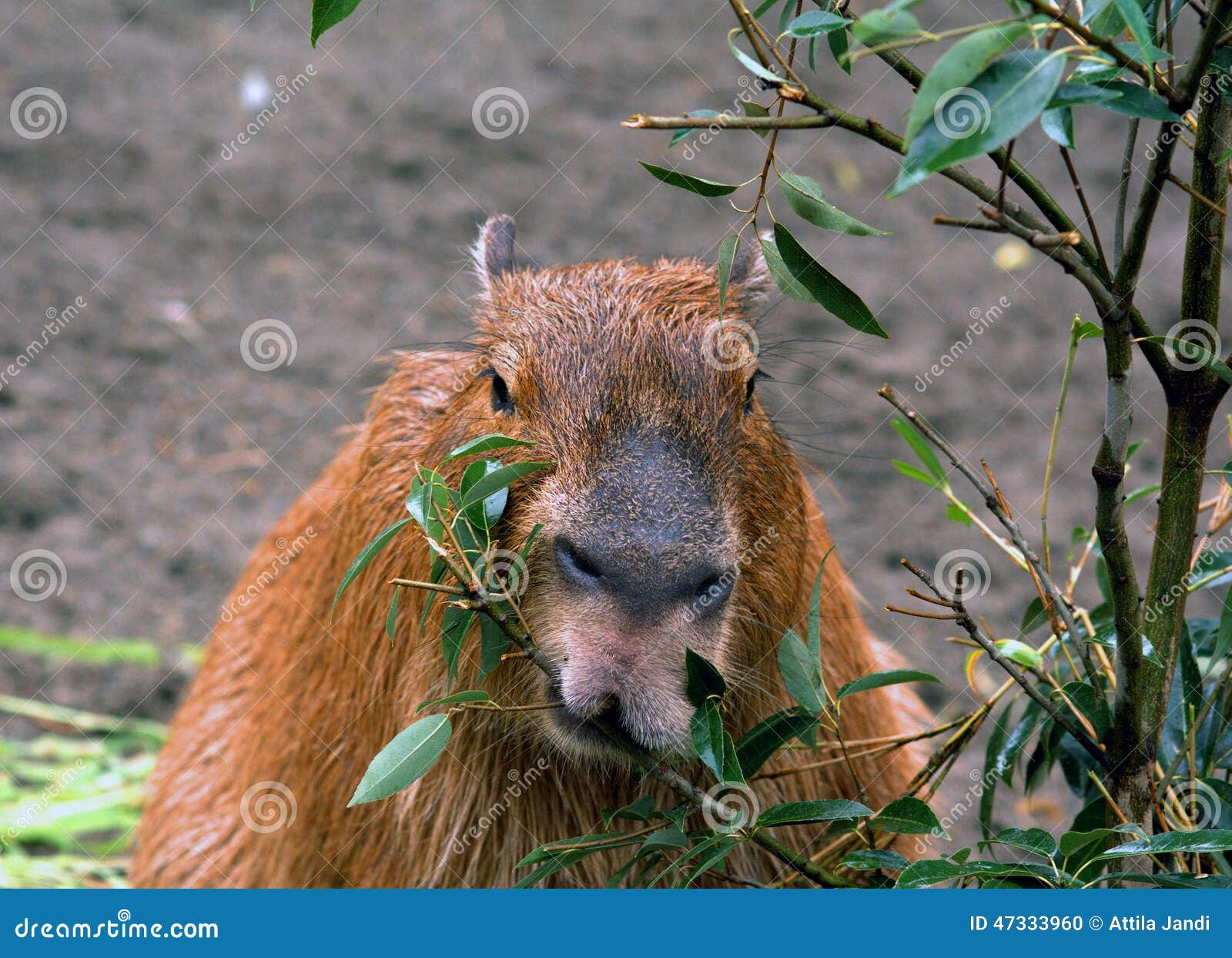 Capybara Stock Photography | CartoonDealer.com #47333960