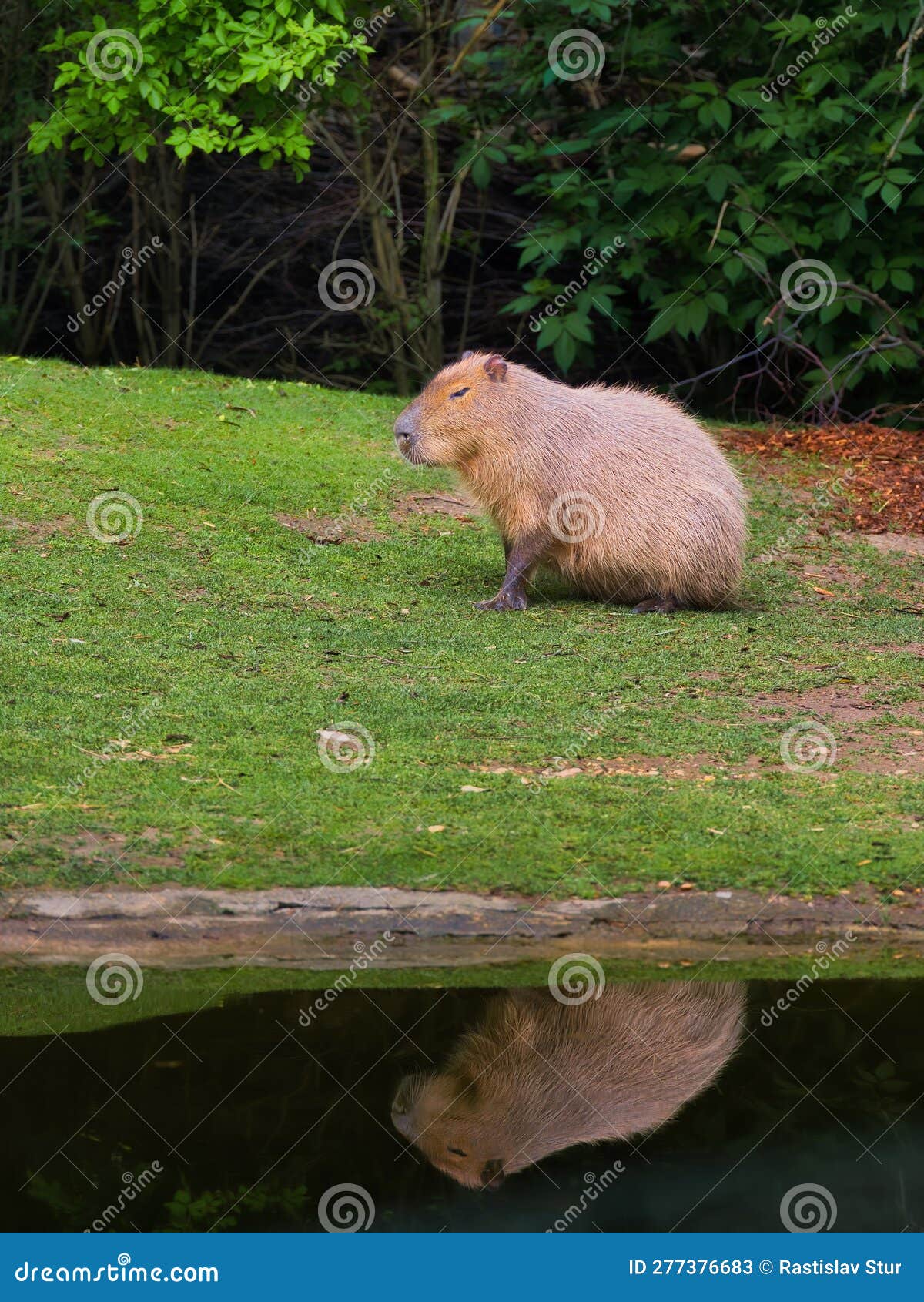 Capybara Portrait and Reflection in the Lake Stock Image - Image of ...