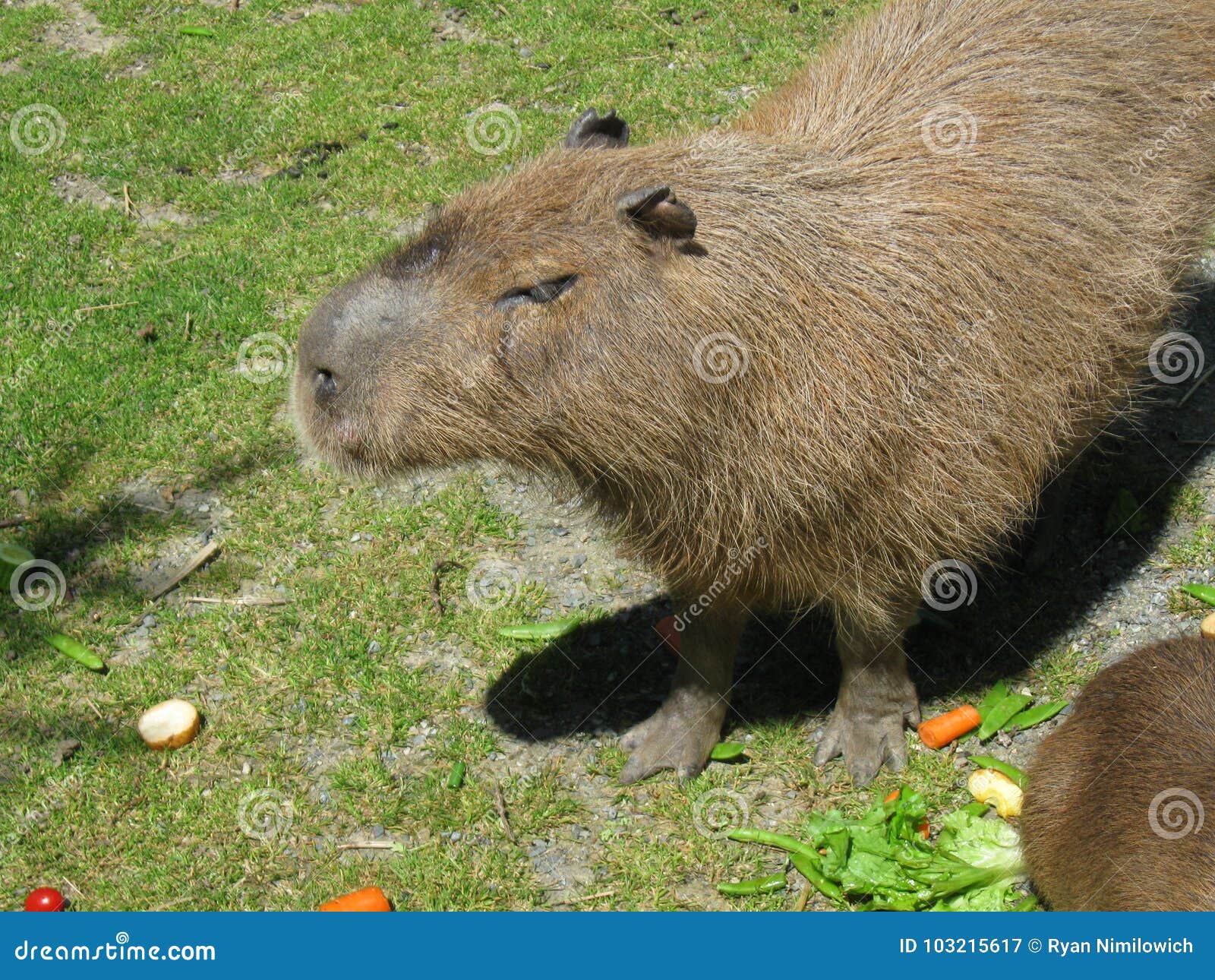 Capybara stock image. Image of pose, brown, animal, capybara - 103215617