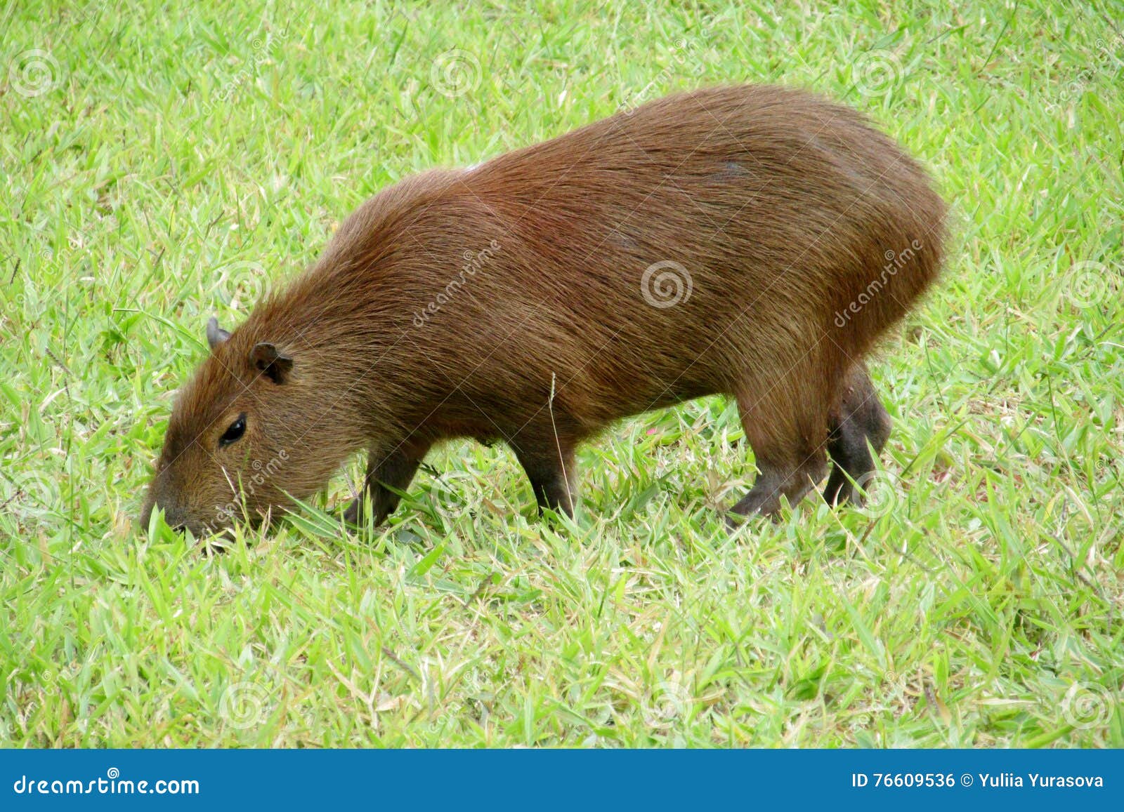 Capybara Que Come La Hierba Verde Foto de archivo - Imagen de hierba ...
