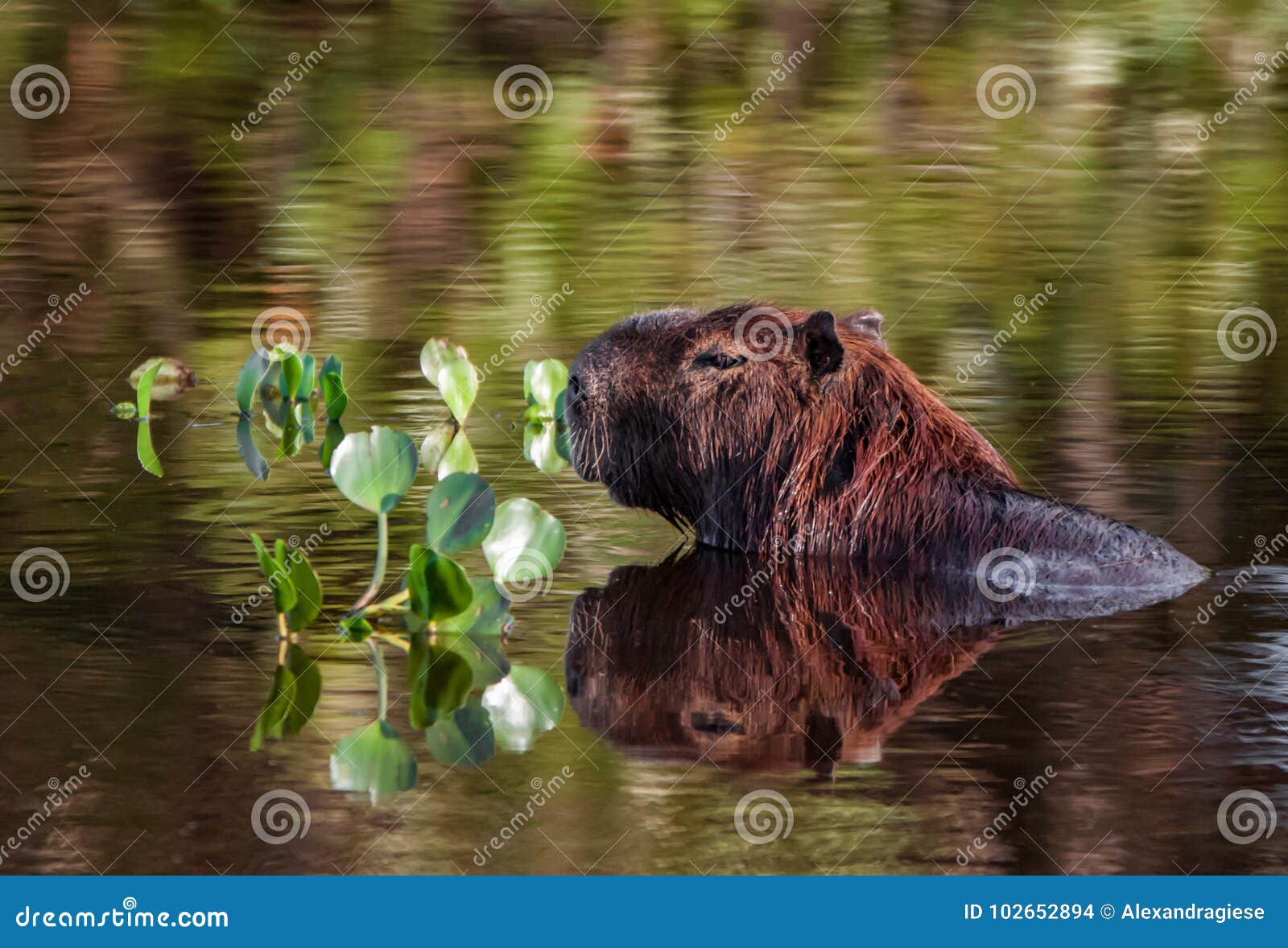 Capybara Que Duplica En El Lago Foto de archivo - Imagen de bronceado ...