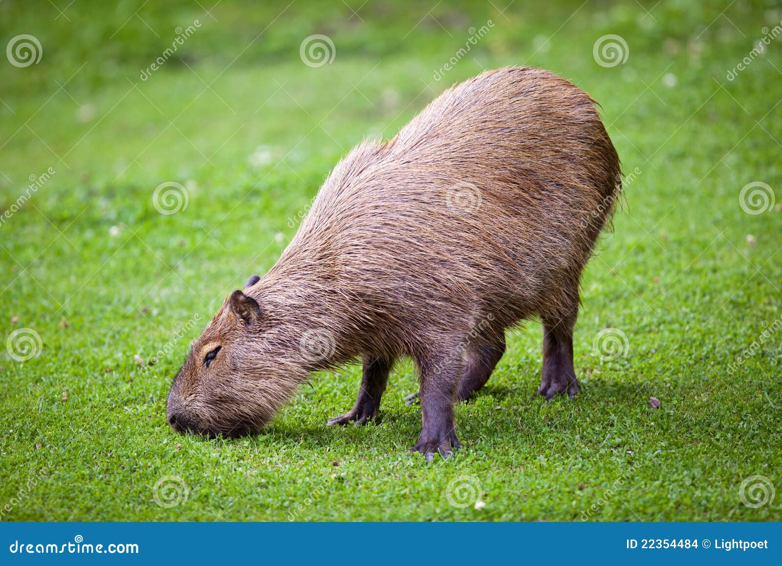 Capybara Que Pasta En Hierba Verde Foto de archivo - Imagen de rojo ...