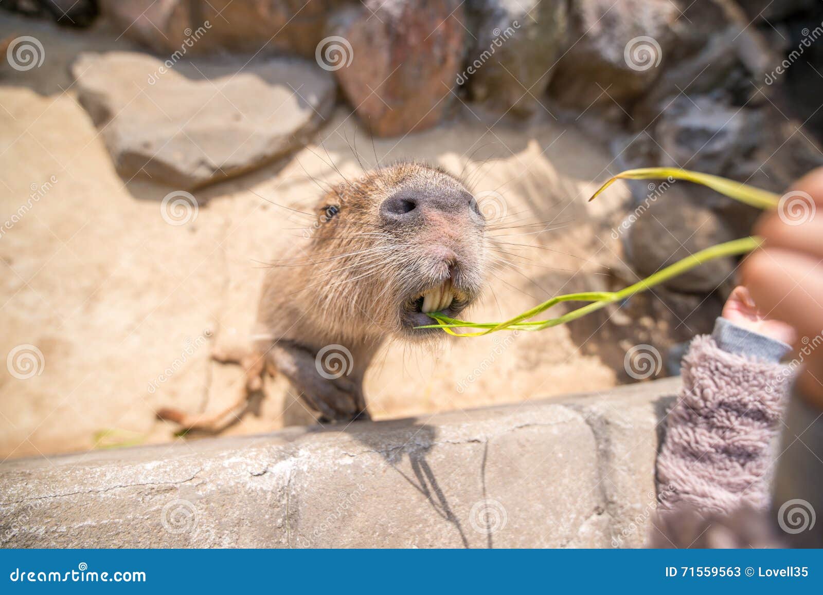 Capybara Teeth