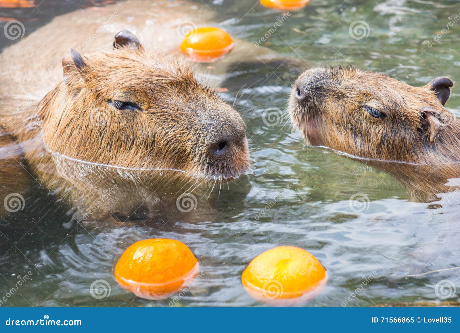 Capybara stock image. Image of reach, animal, feed, food - 71566865