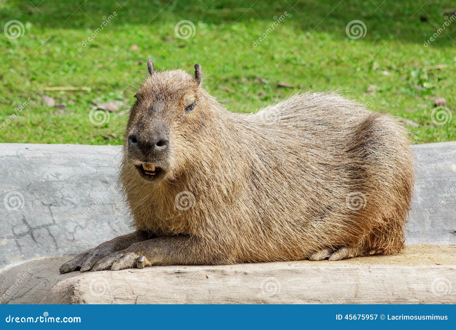 Capybara stock image. Image of grass, pasture, rodent - 45675957