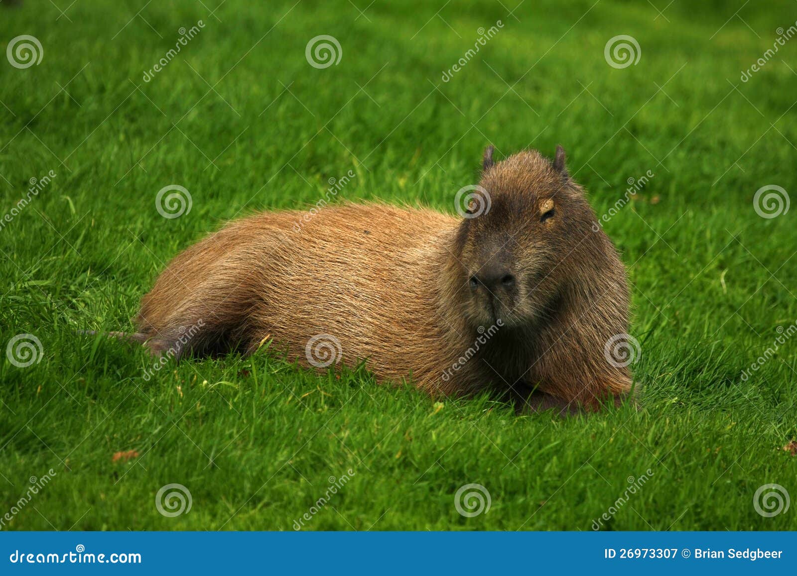 Capybara Relaxing stock image. Image of animalia, grass - 26973307
