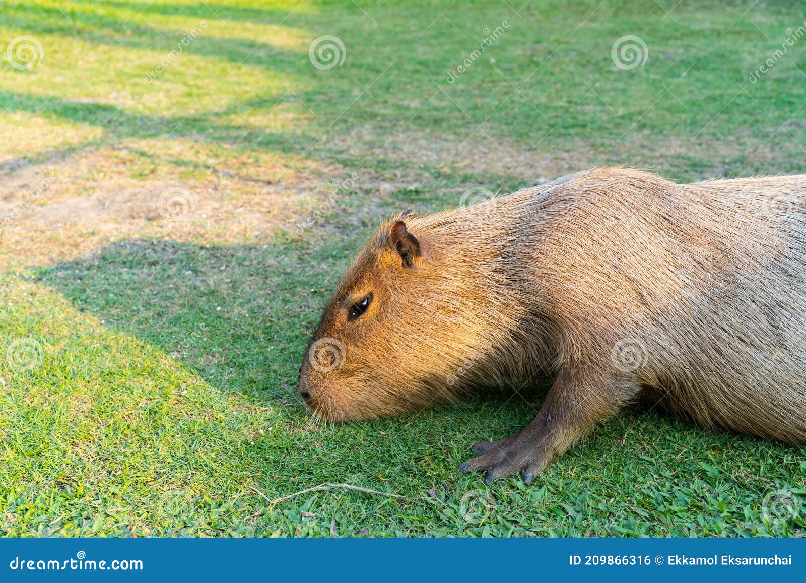 Capybara is Relaxing in the Grass Stock Photo - Image of grass, large ...