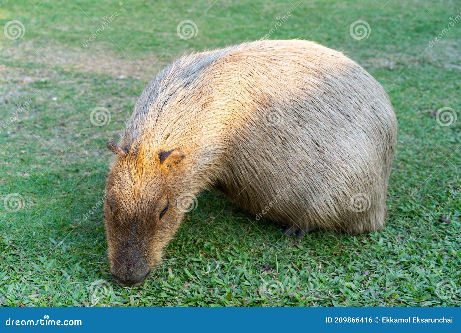 Capybara is Relaxing in the Grass Stock Photo - Image of meadow ...
